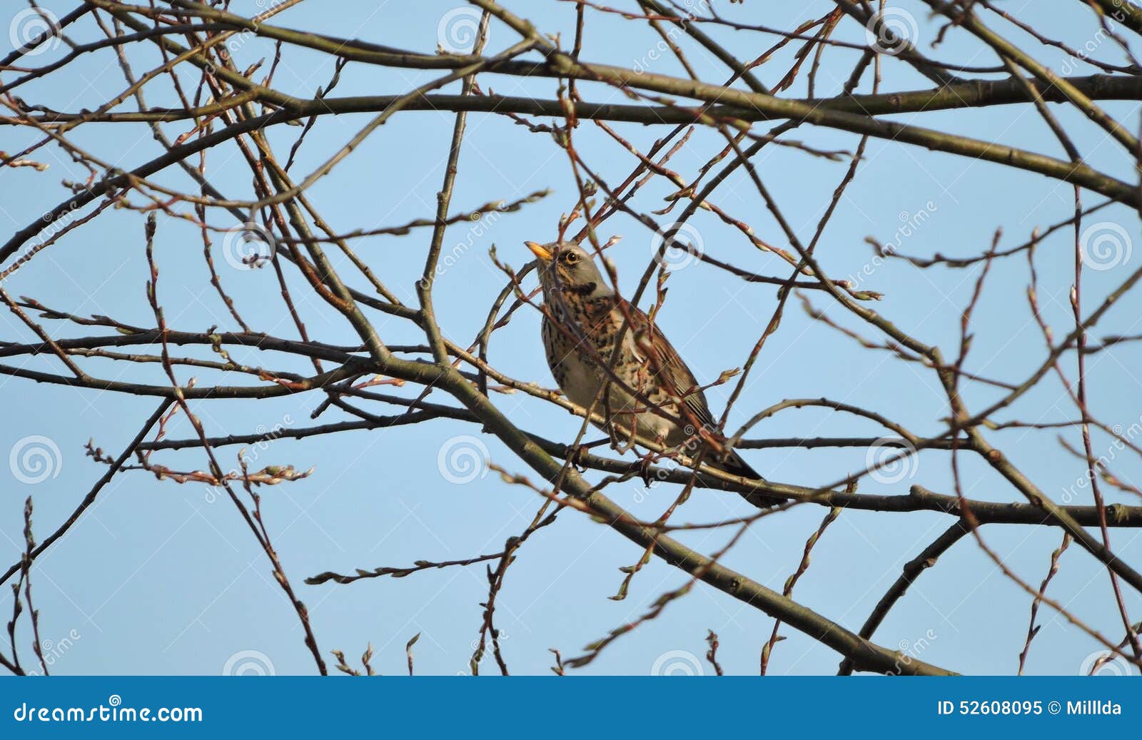 Thrush bird stock image. Image of nature, tree, background - 52608095