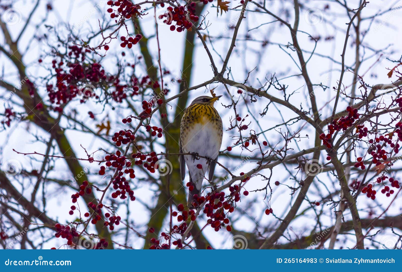 Thrush Bird Sits on Rowan Branch in Winter Stock Image - Image of ...