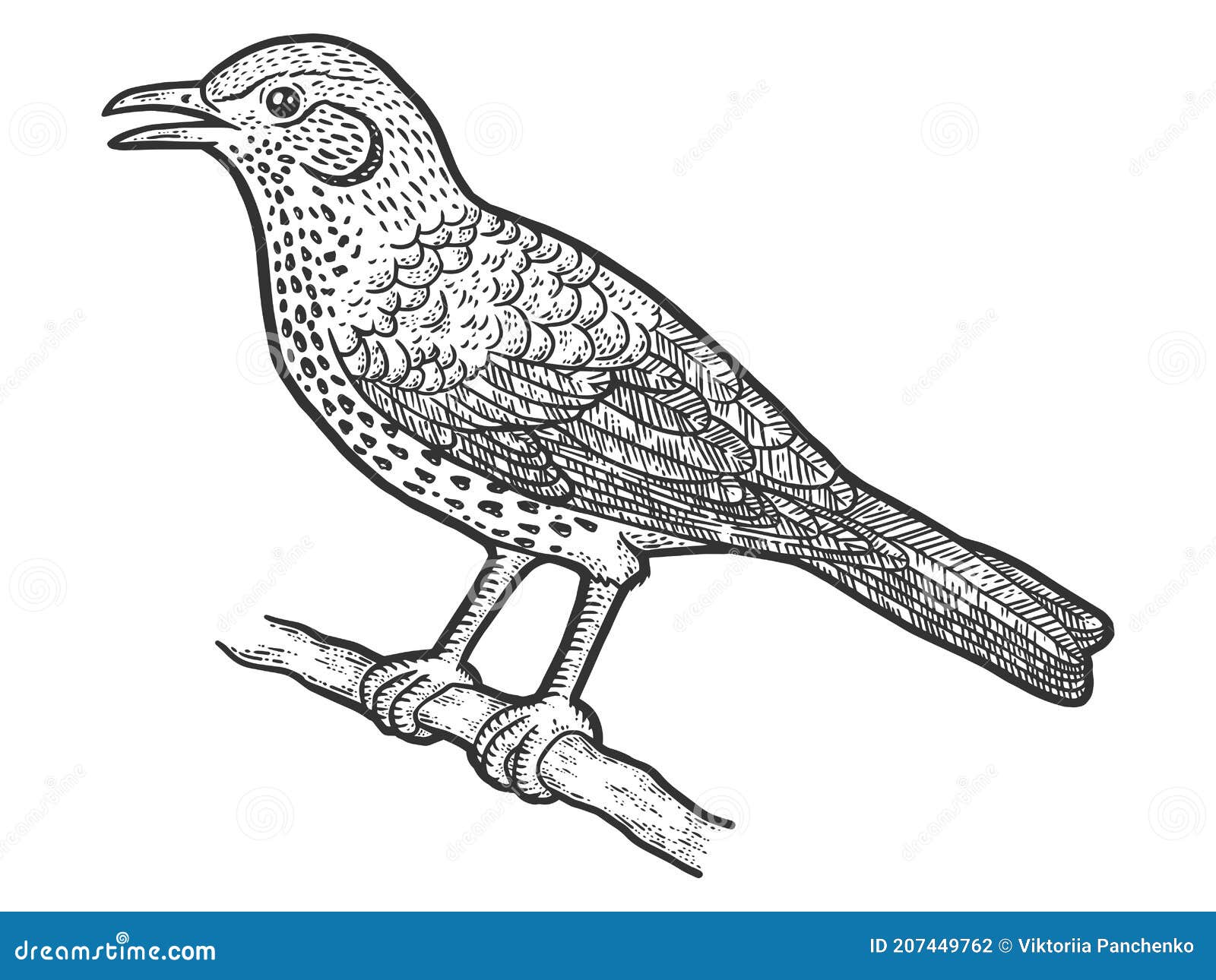 Thrush Bird Sitting on Branch. Engraving Vector Illustration Stock ...