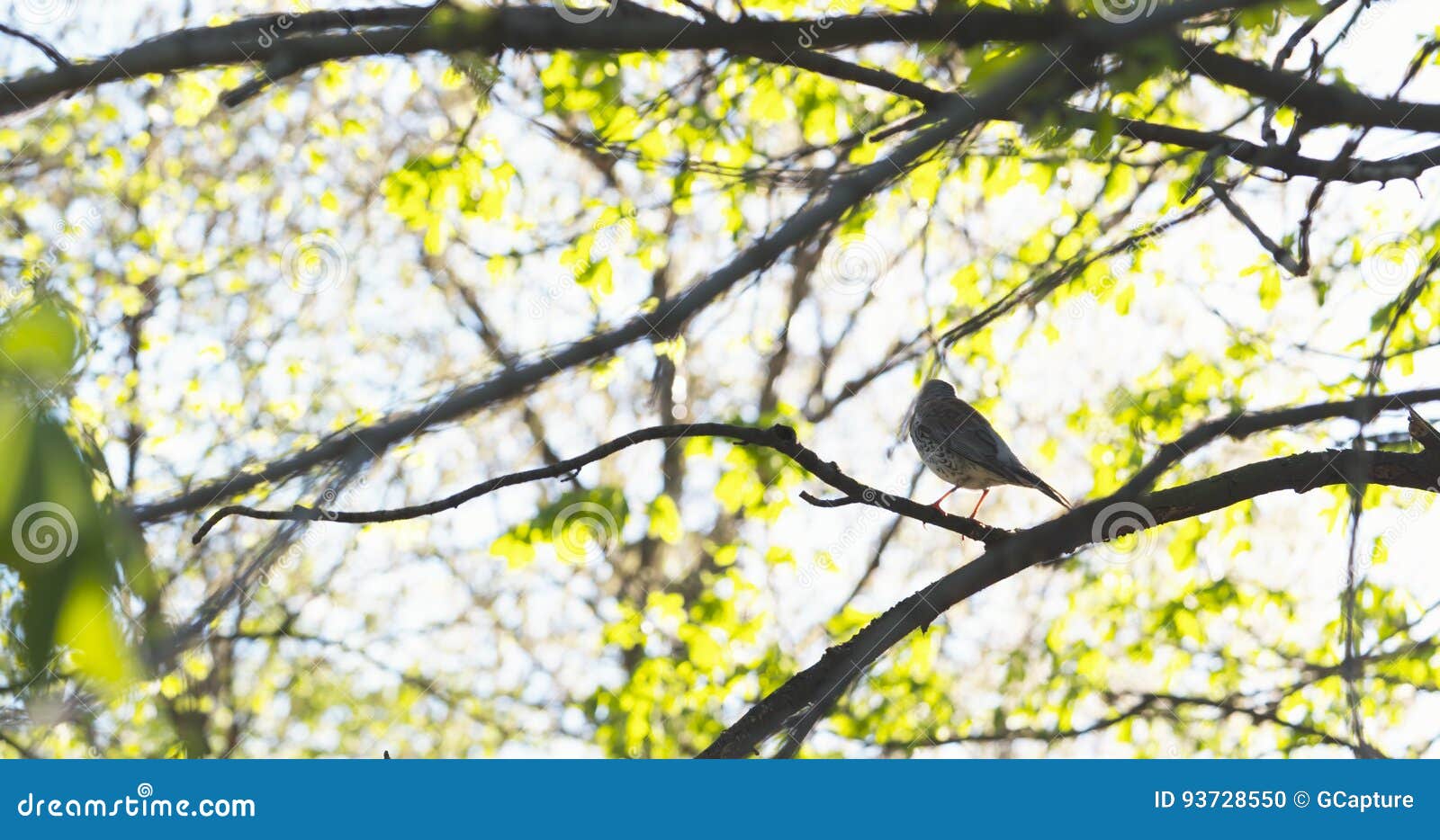 Thrush Bird on Tree in Spring Sunny Day Stock Photo - Image of speckled ...