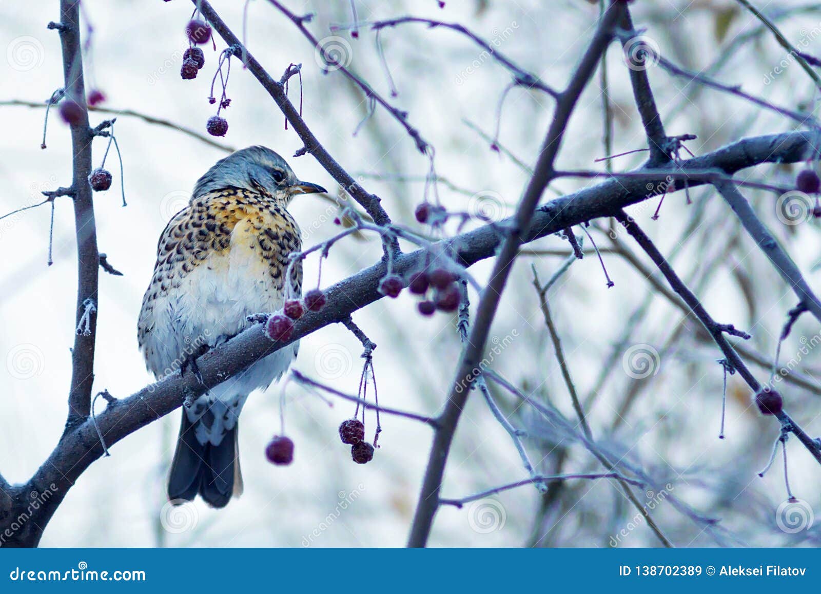Thrush Bird on the Tree in Winter Stock Image - Image of european ...