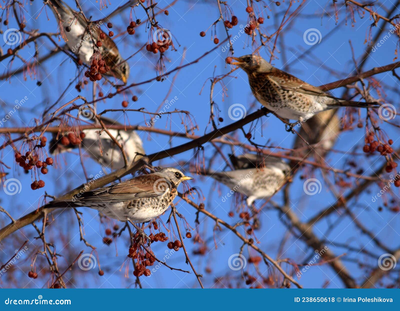 Thrush Birds, Fieldfare, Snowbirds, Blackbirds Eating Berries on a Tree ... Thrush Birds, Fieldfare, Snowbirds, Blackbirds Eating Berries on a Tree ...