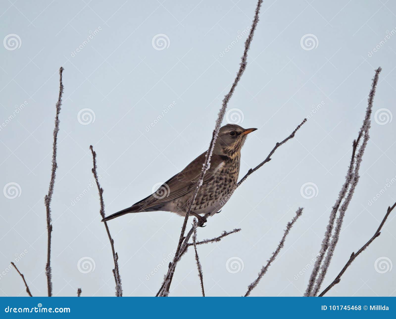 Thrush Birds on Tree Branch Stock Photo - Image of lithuania, nature ...