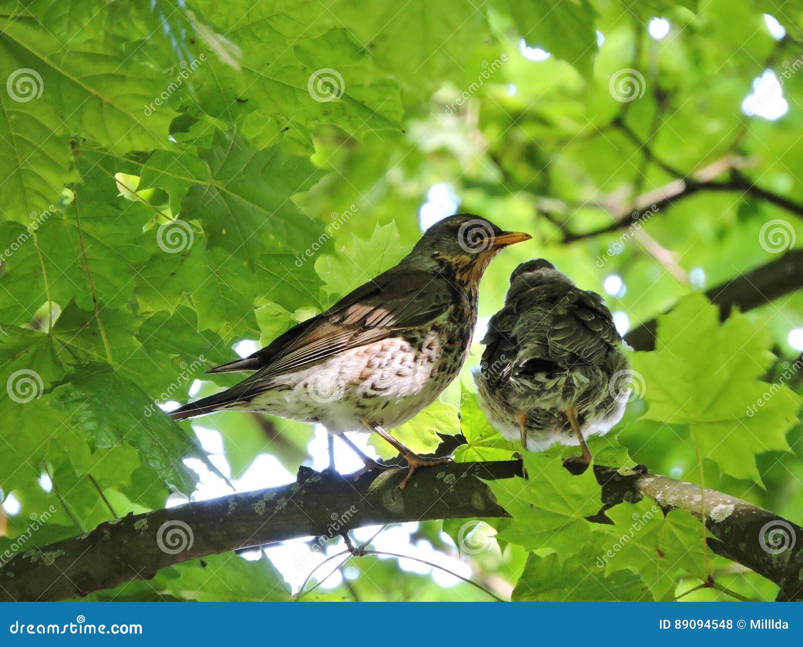 Thrush Birds on Tree Branch Stock Photo - Image of foliage, animal ...