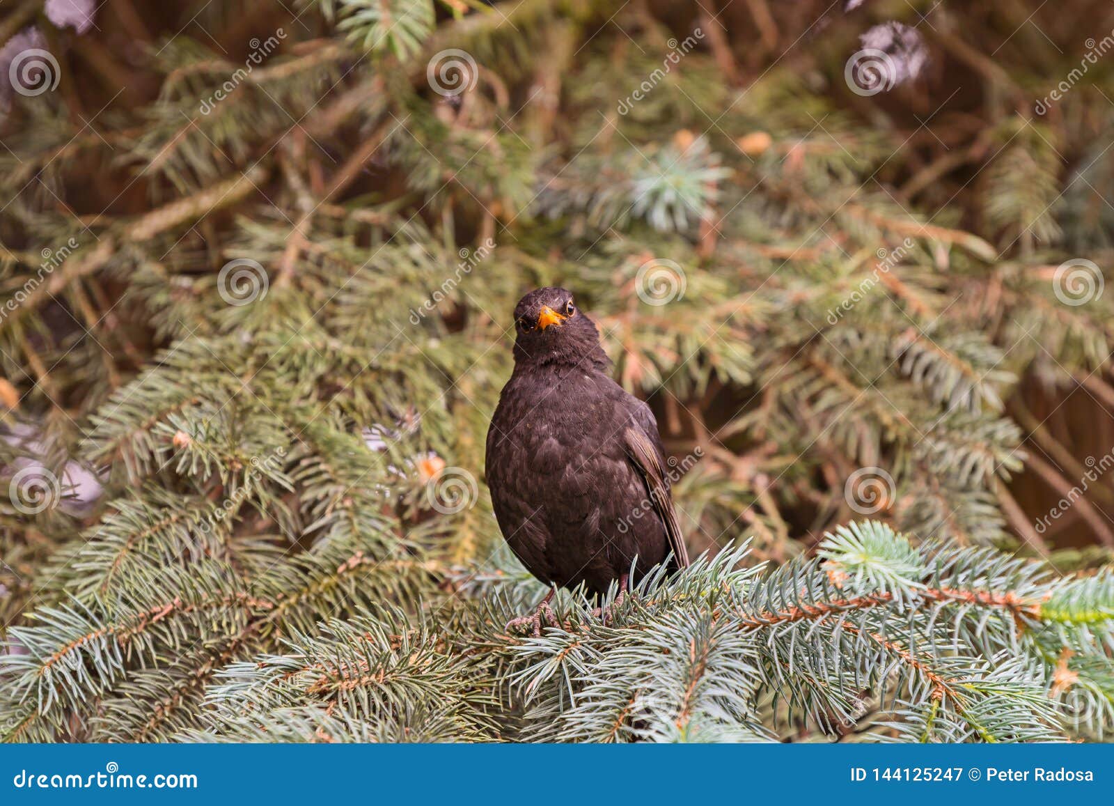 A Guy In Black Sits On His Haunches On The Wet Asphalt And Looks At The ...