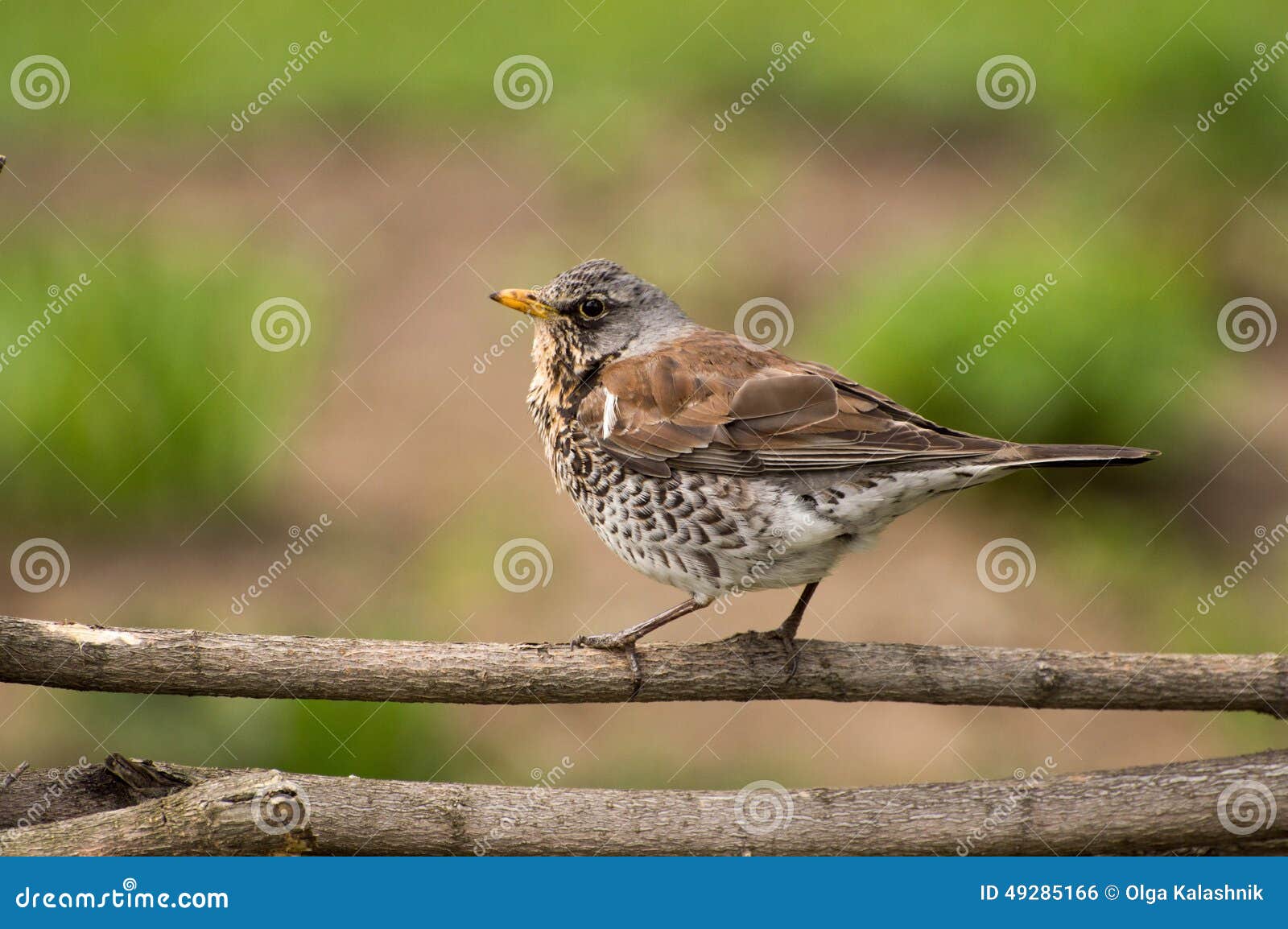 Thrush on branch stock photo. Image of beak, tail, redwing - 49285166