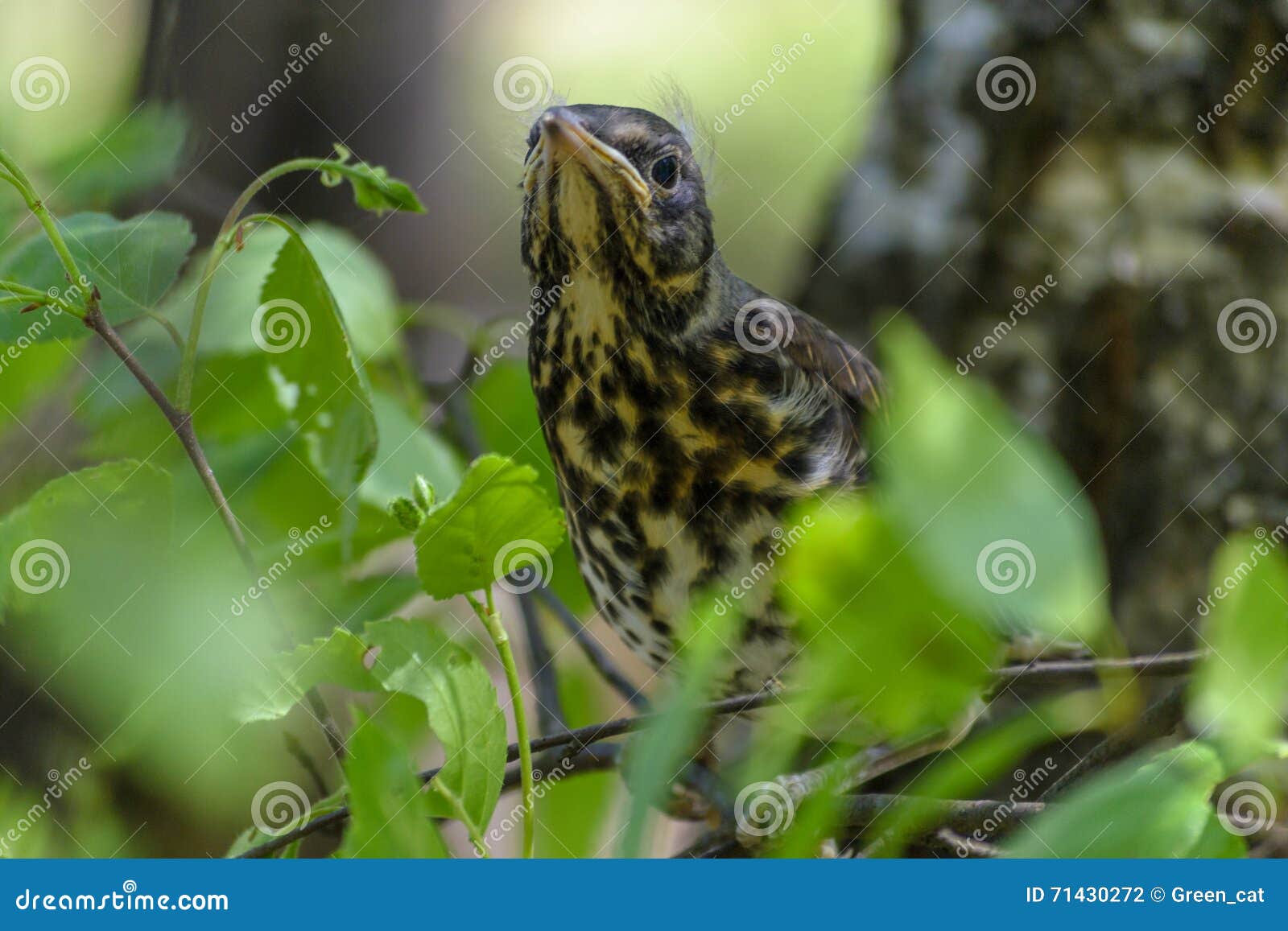 Thrush Chick Fell Out of Nest in the Forest Stock Photo - Image of life ...