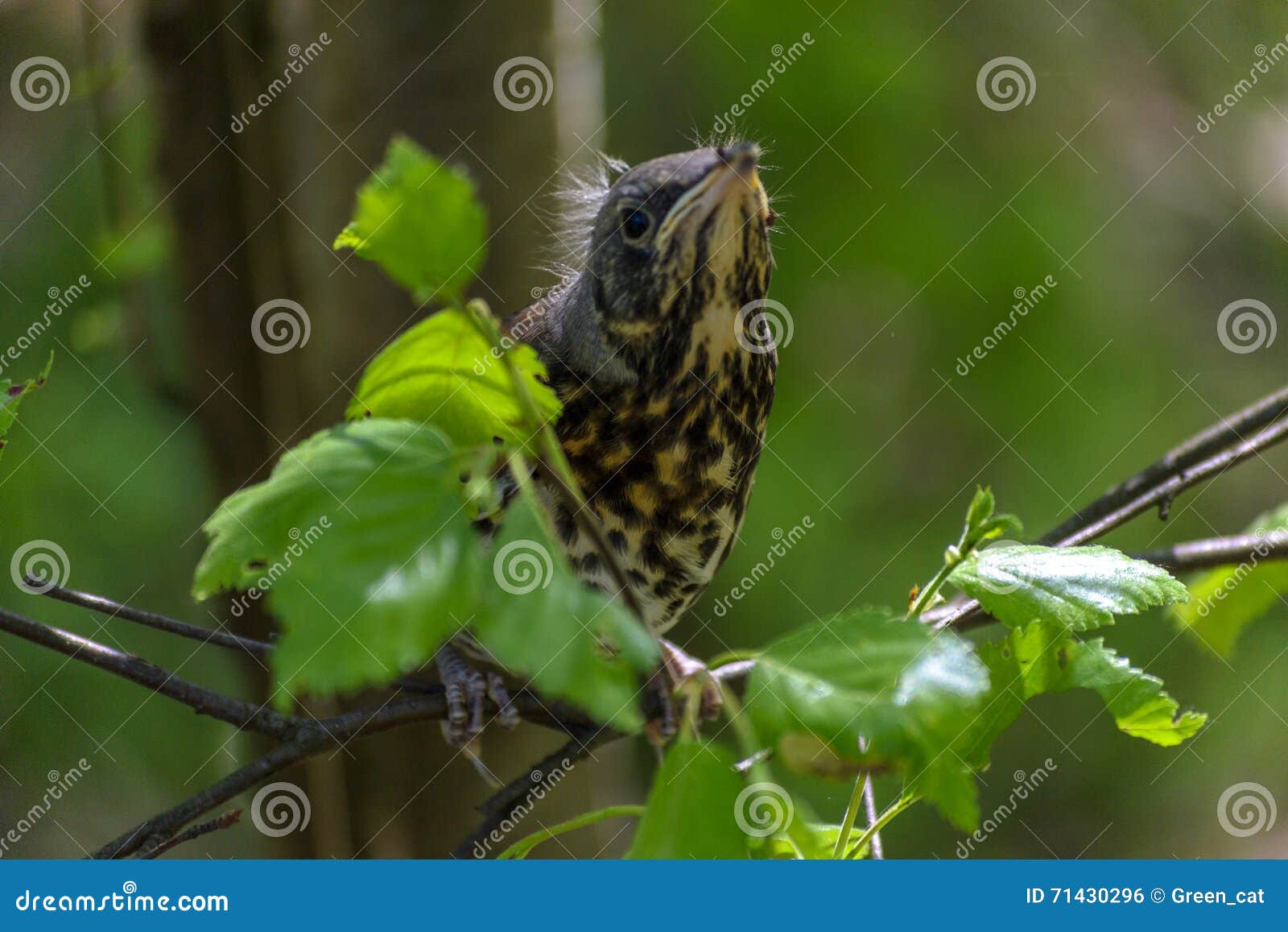 Thrush Chick Fell Out of Nest in the Forest Stock Photo - Image of ...