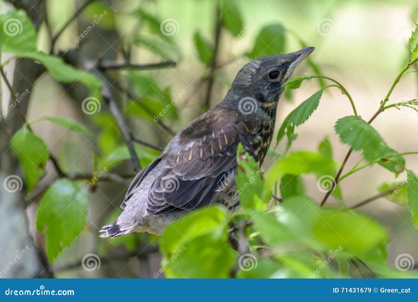 Thrush Chick Fell Out of Nest in the Forest Stock Image - Image of ...