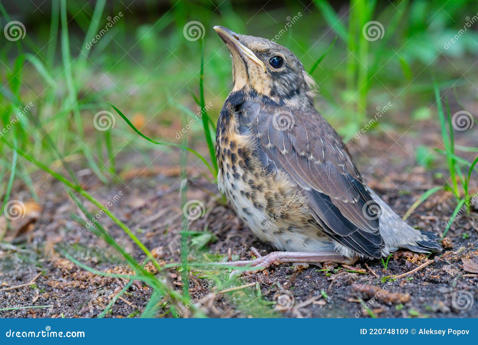 A Thrush Chick Fell Out of the Nest. Stock Image - Image of forest ...