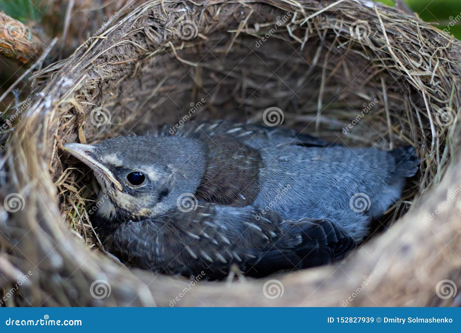 Thrush Chick in a Nest on a Tree Chicks in a Nest on a Tree Branch ...