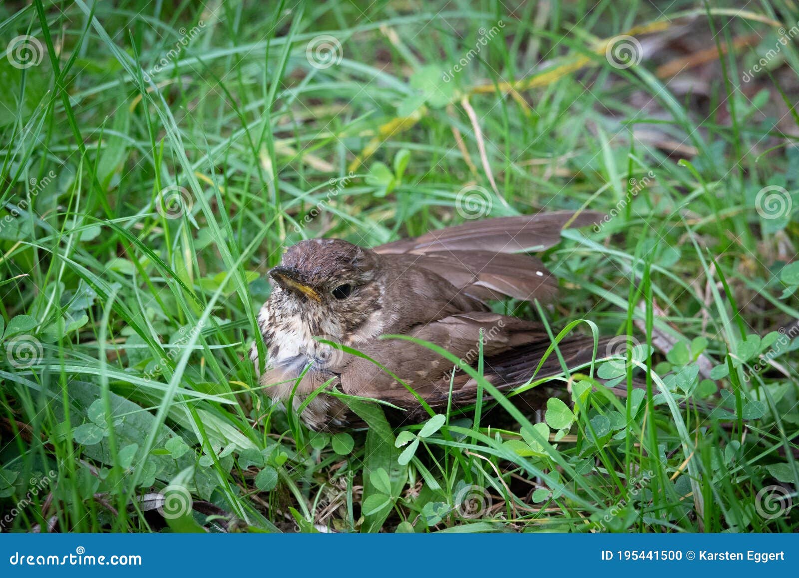 Thrush Chick Sitting Injured in the Green Grass Stock Photo - Image of ...