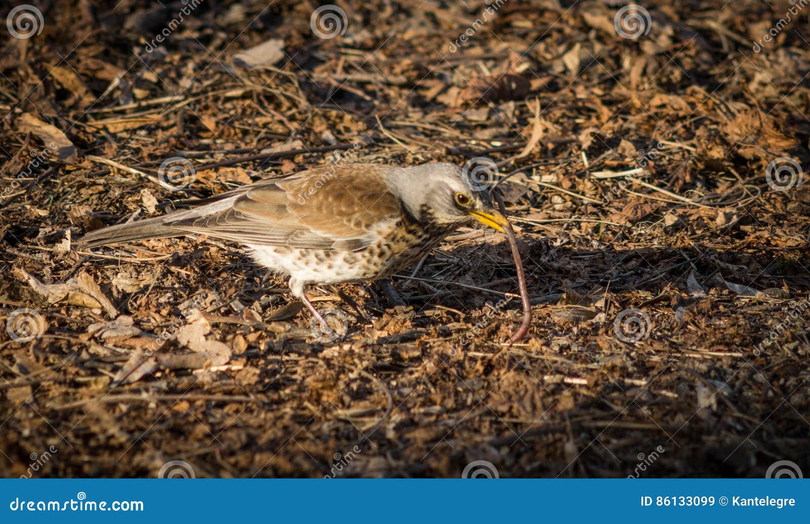 Thrush Eating Earthworm on the Ground. Stock Image - Image of bird ...