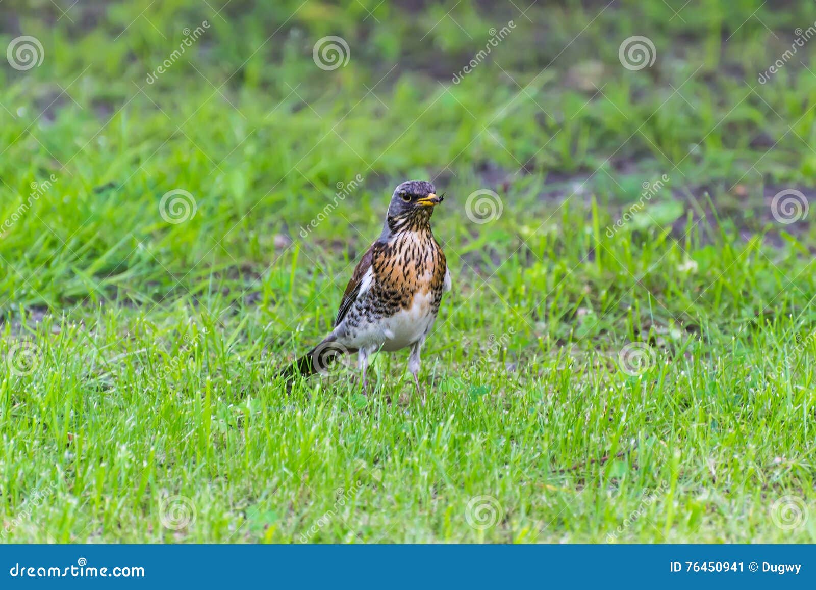 Thrush stock image. Image of sitting, morning, lawn, cute - 76450941