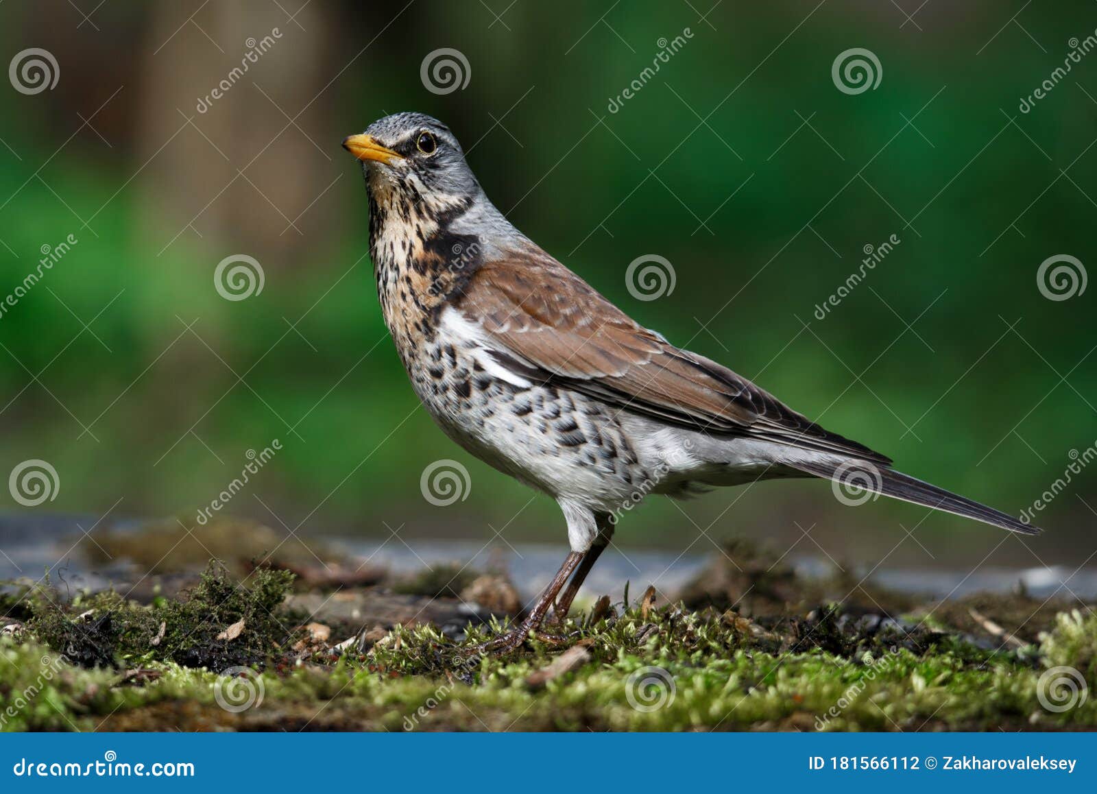 Thrush the Fieldfare Near the Water in Spring Against the Background of ...