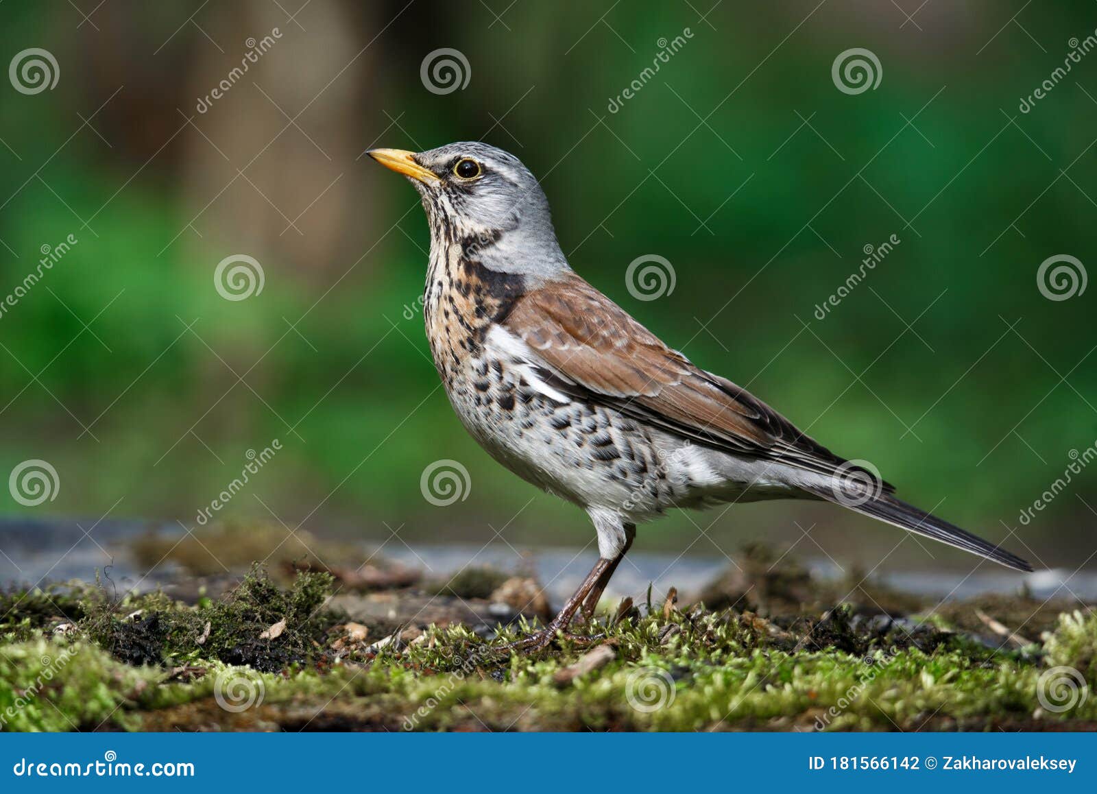 Thrush the Fieldfare Near the Water in Spring Against the Background of ...