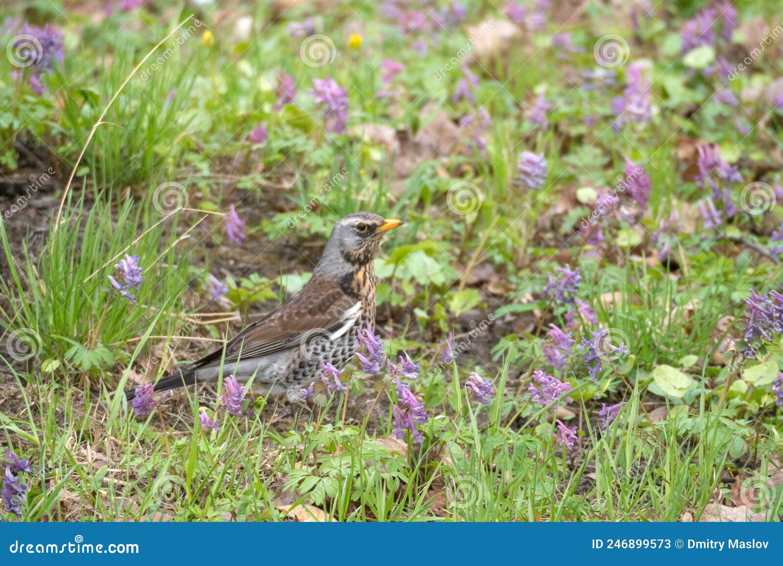 Thrush Fieldfare among Spring Grass Stock Image - Image of flora ...