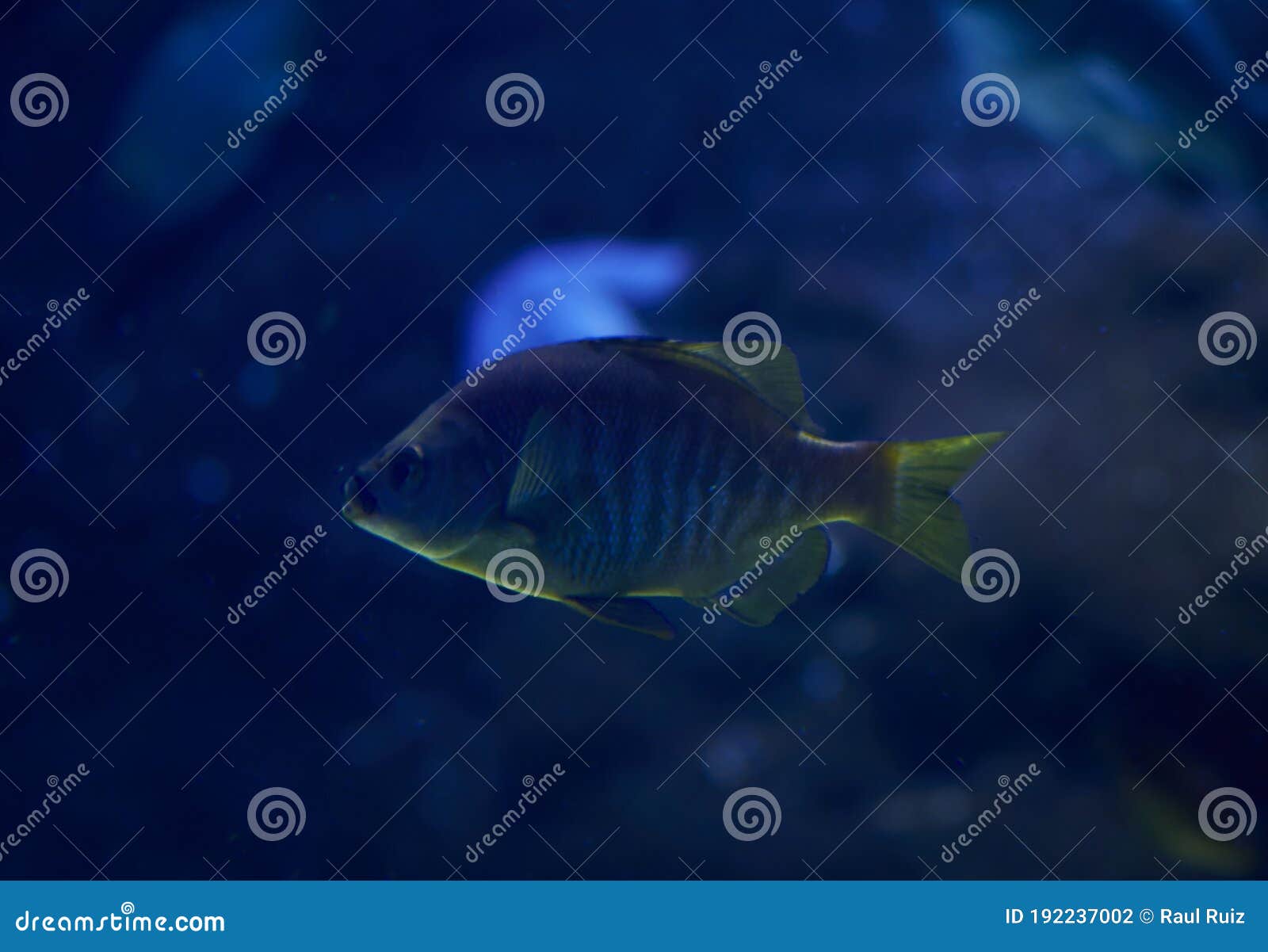 Thrush fish in the lonely stock photo. Image of adventure - 192237002