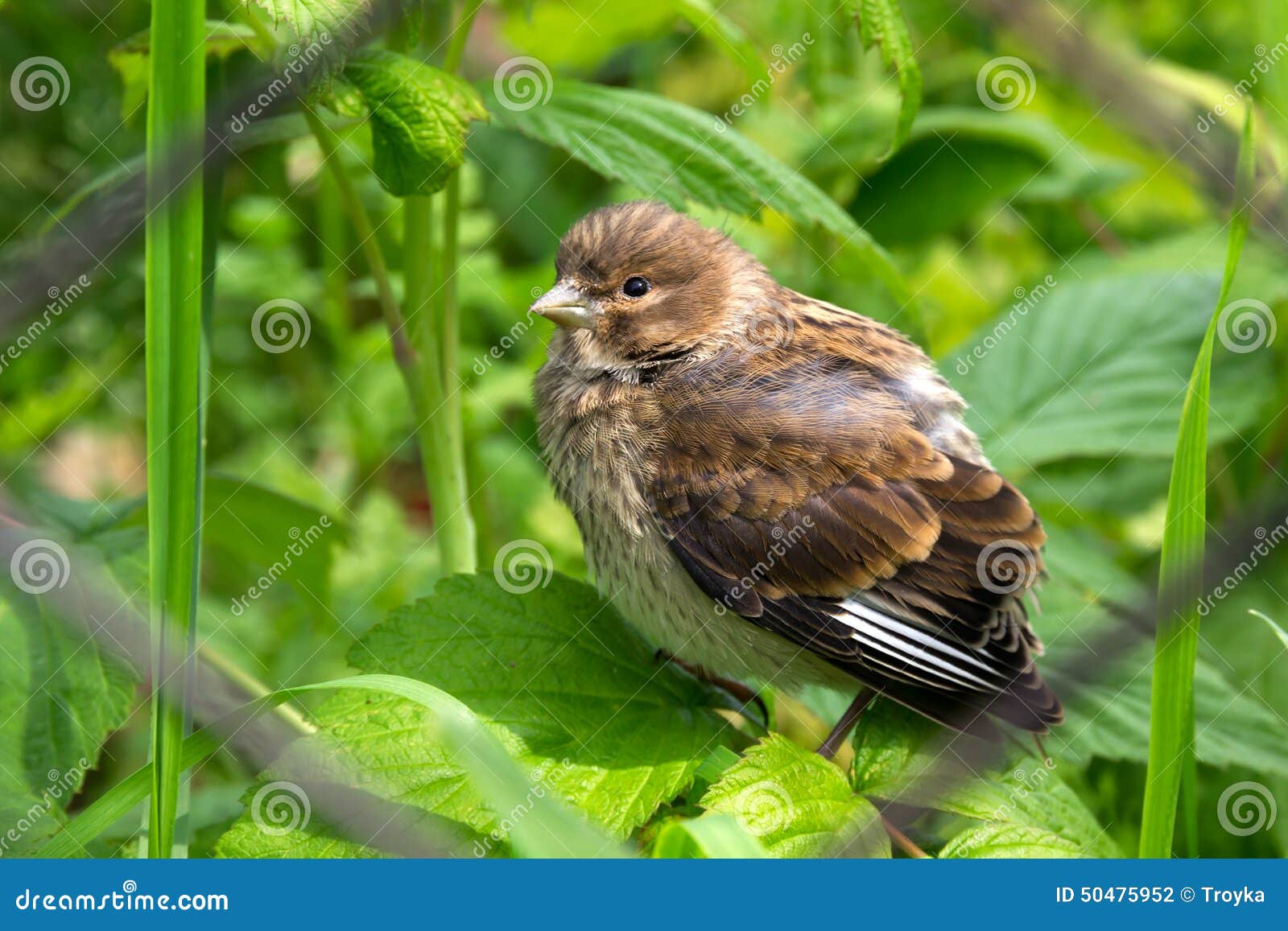 Thrush fledgling. stock photo. Image of outdoors, animal - 50475952
