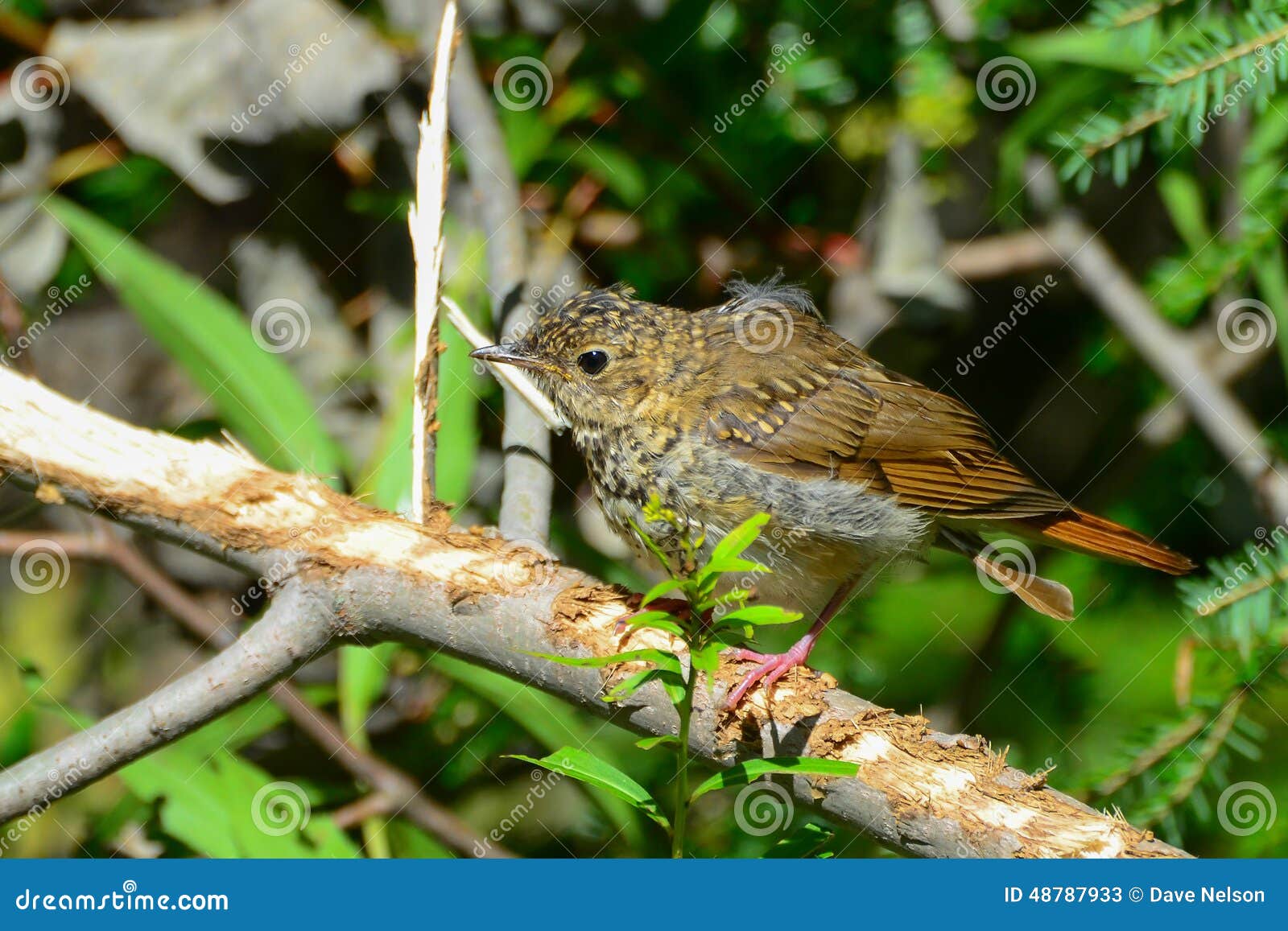 Thrush in forest stock image. Image of tree, branch, perched - 48787933