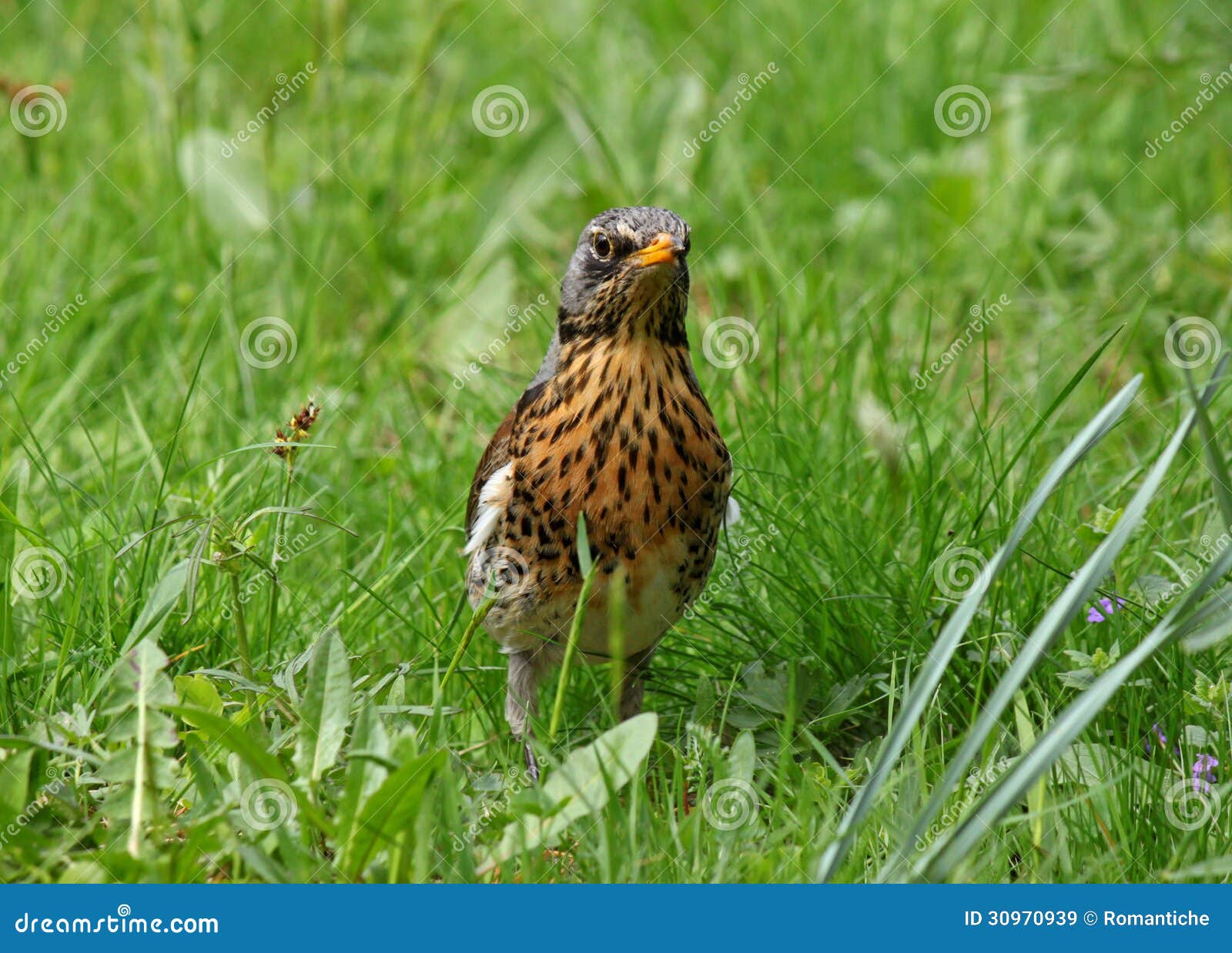 Thrush in grass stock image. Image of sitting, animal - 30970939