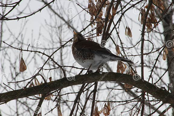 A Thrush Has Arrived, so Spring Has Come Stock Photo - Image of ...