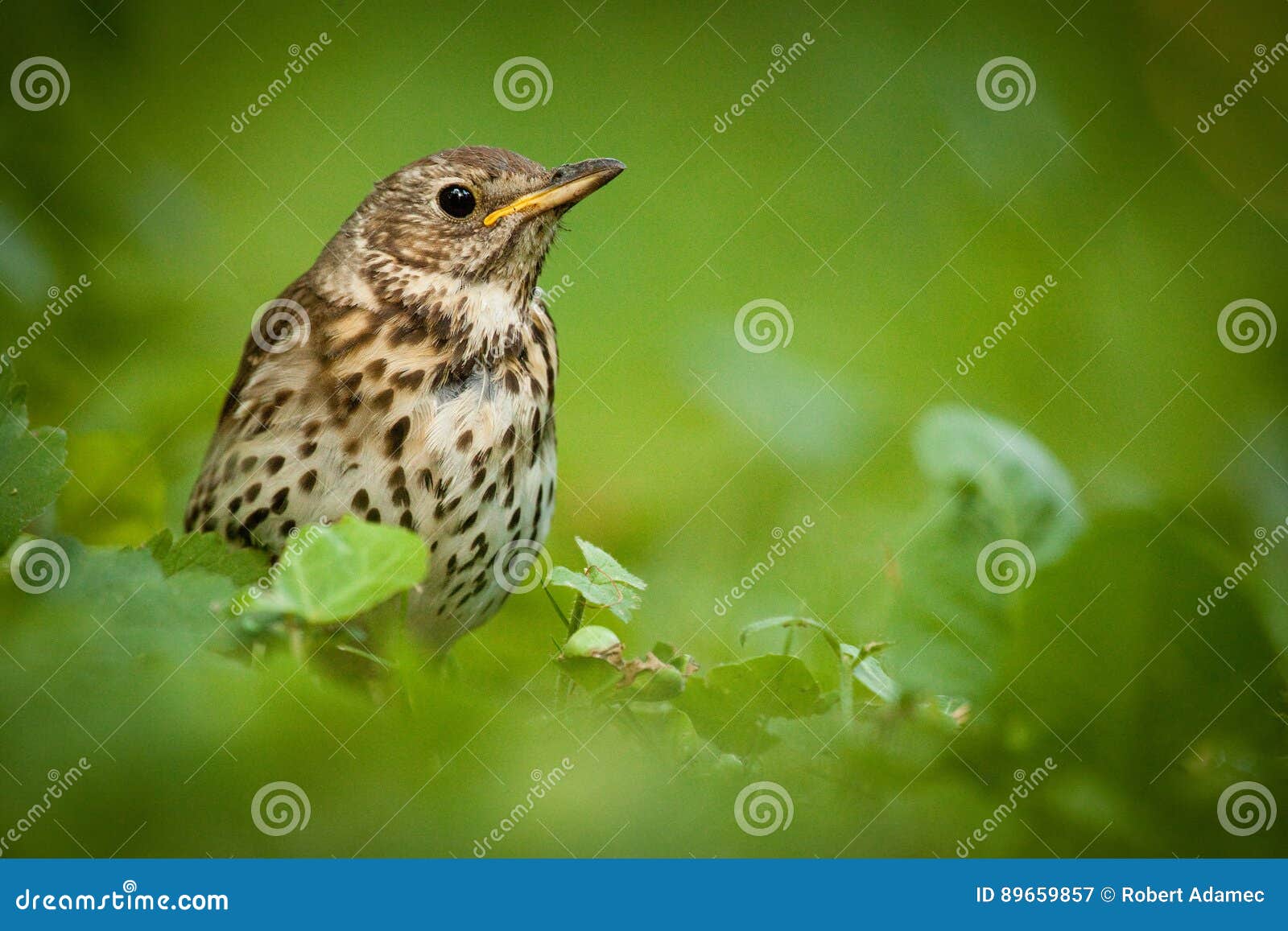 Thrush stock image. Image of passeriformes, beak, organism - 89659857