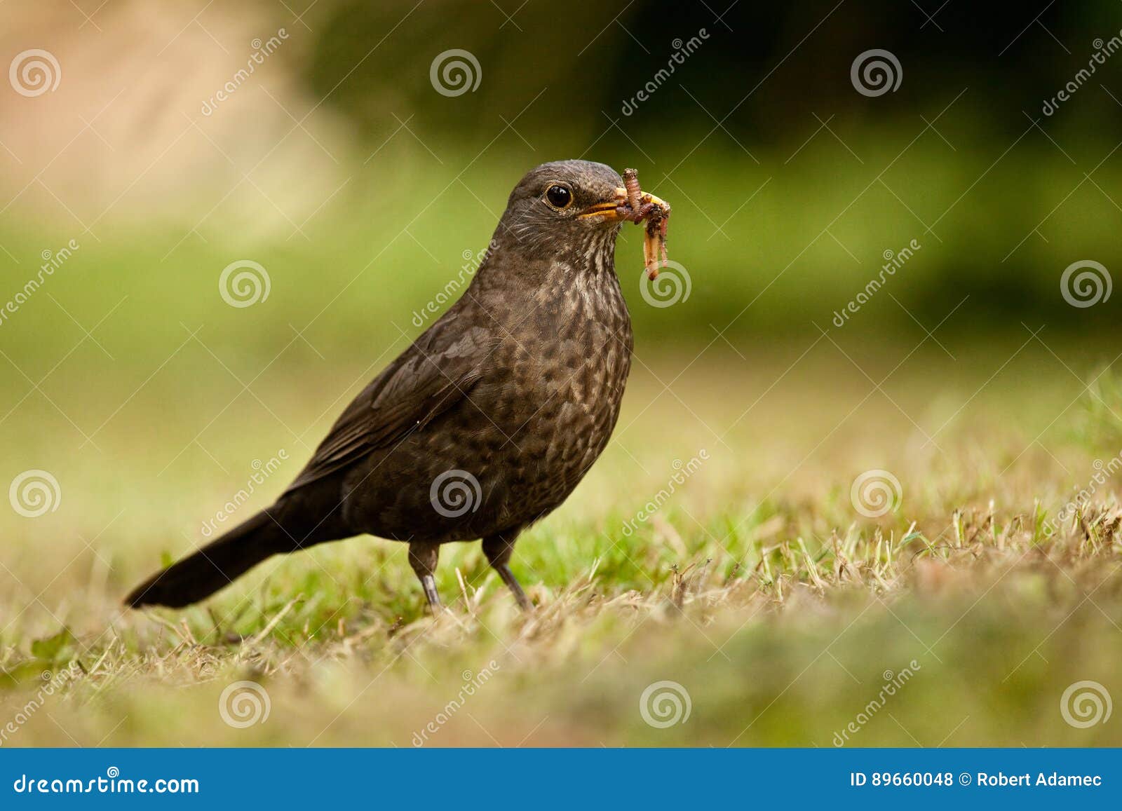 Thrush stock photo. Image of ornithology, perching, avian - 89660048