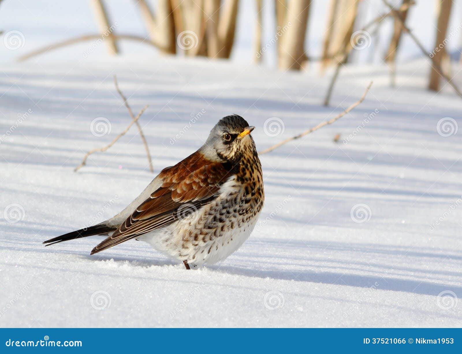 Thrush ryabinnik stock photo. Image of rest, thrush, birds - 37521066