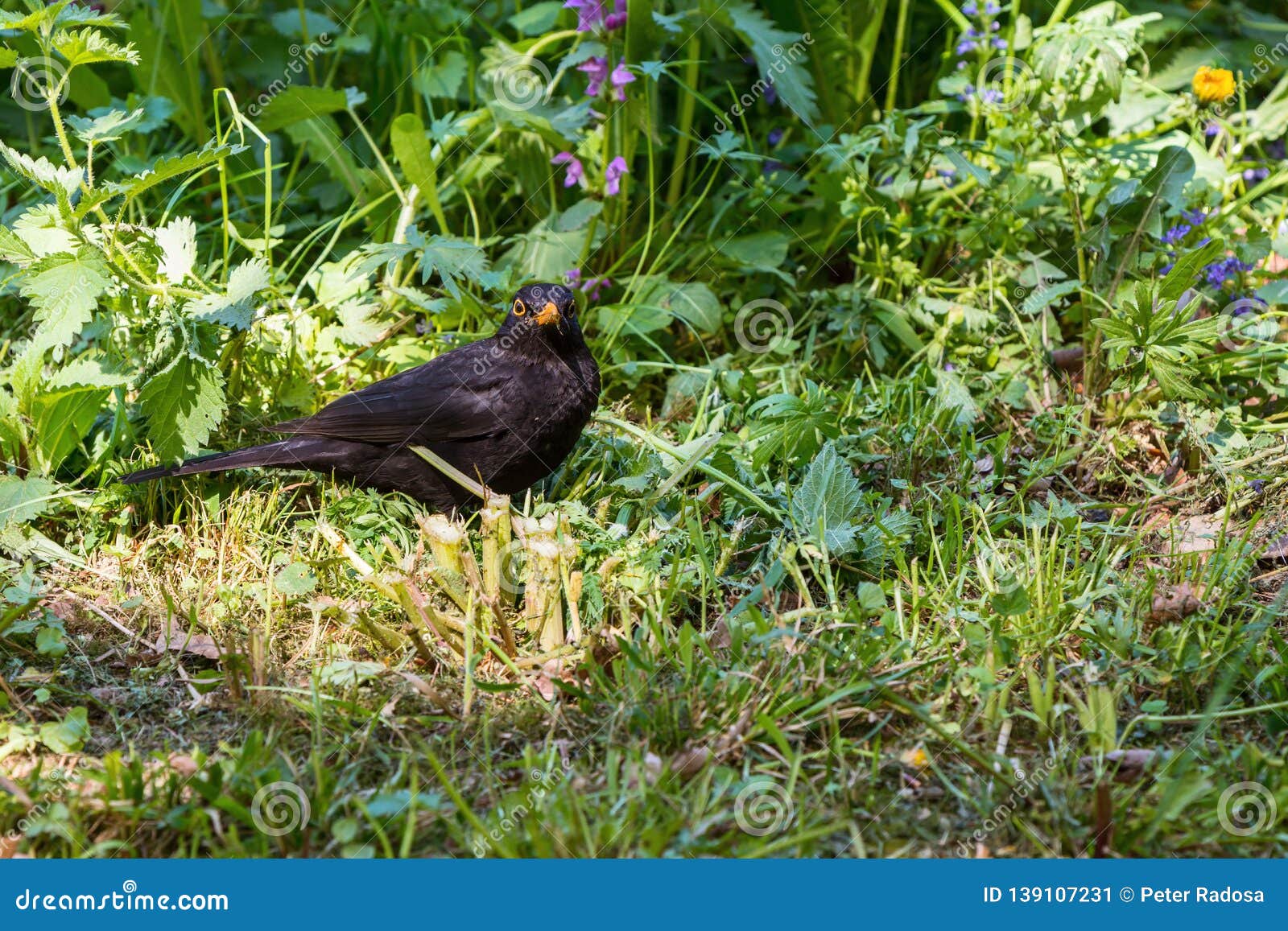 Black Thrush Sitting in Green Grass Stock Image - Image of natural ...