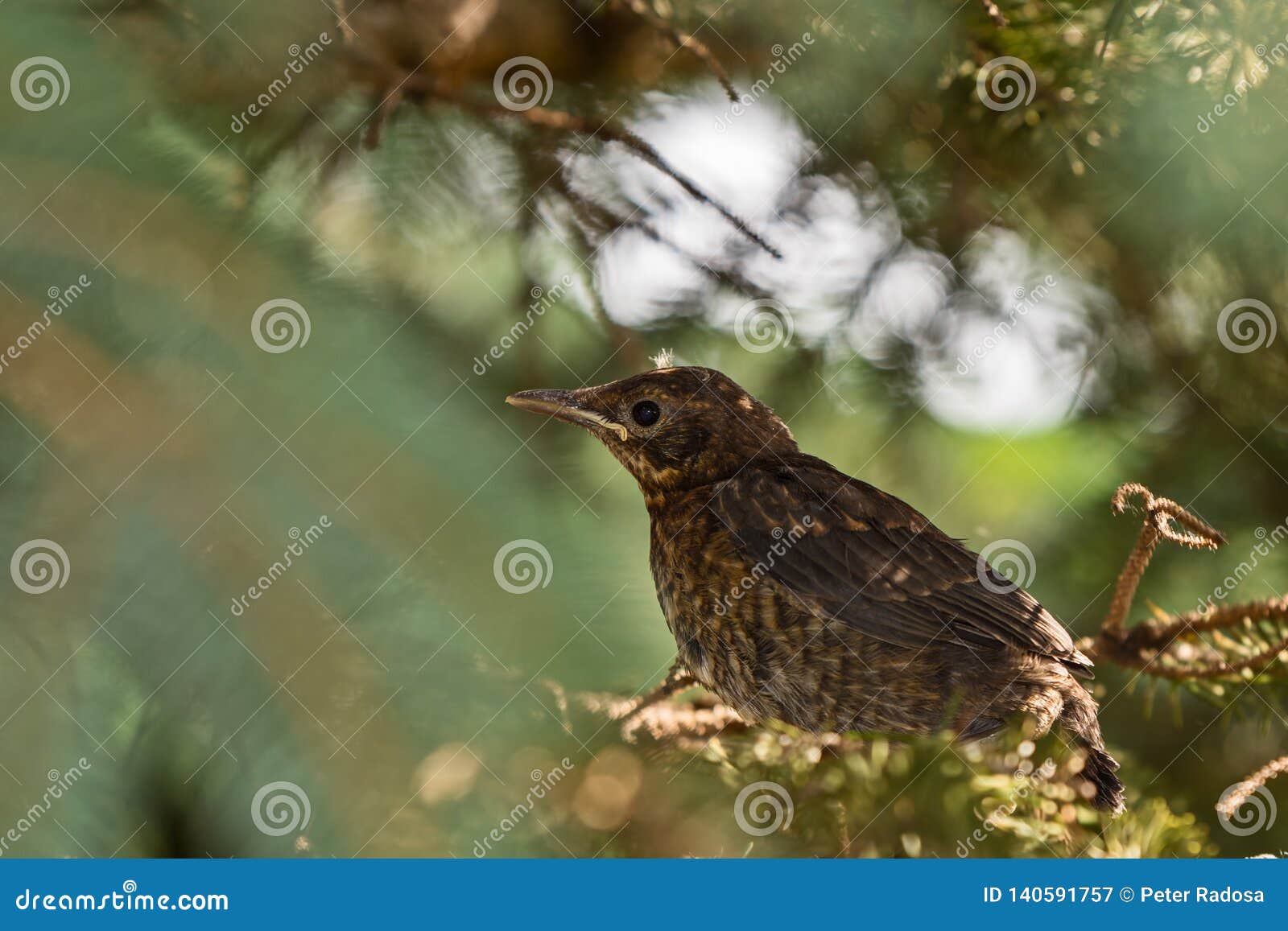 Thrush Sitting in a Tree Crown Stock Image - Image of spring, brown ...