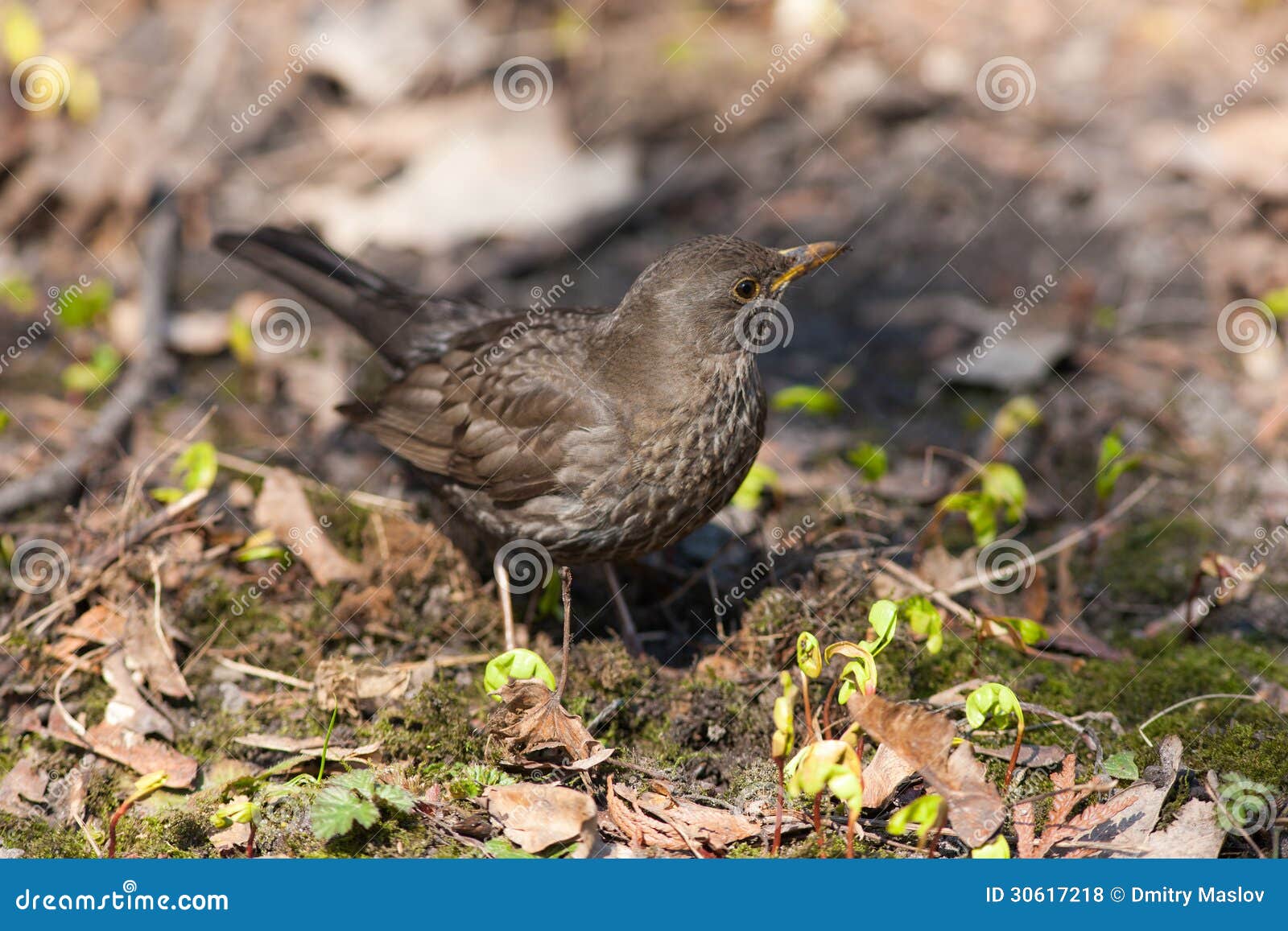 Thrush in the spring stock photo. Image of outdoors, birds - 30617218