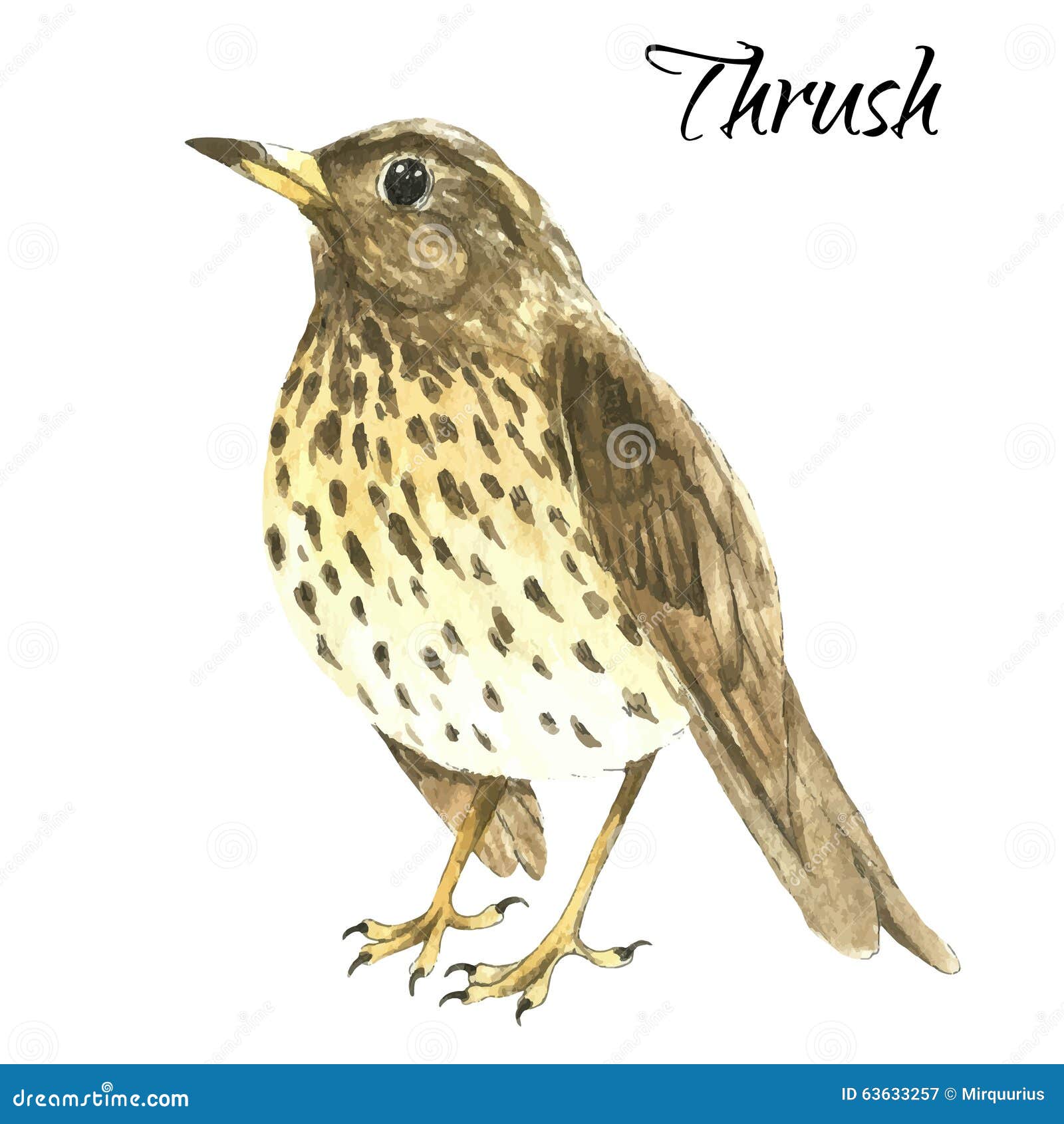 The Thrush Stand on White Background Stock Vector - Illustration of ...