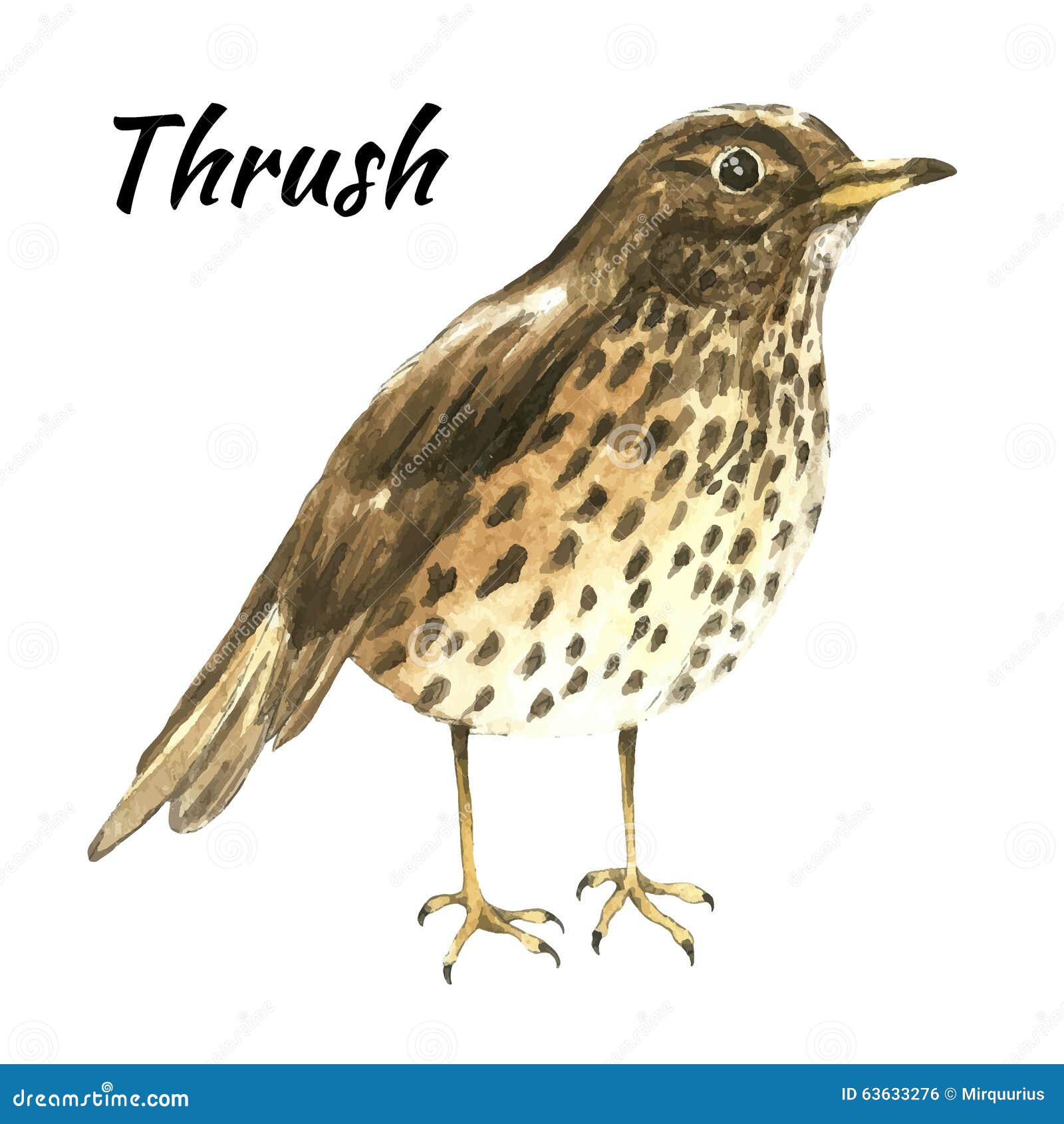 The Thrush Stand On White Background Vector Illustration ...
