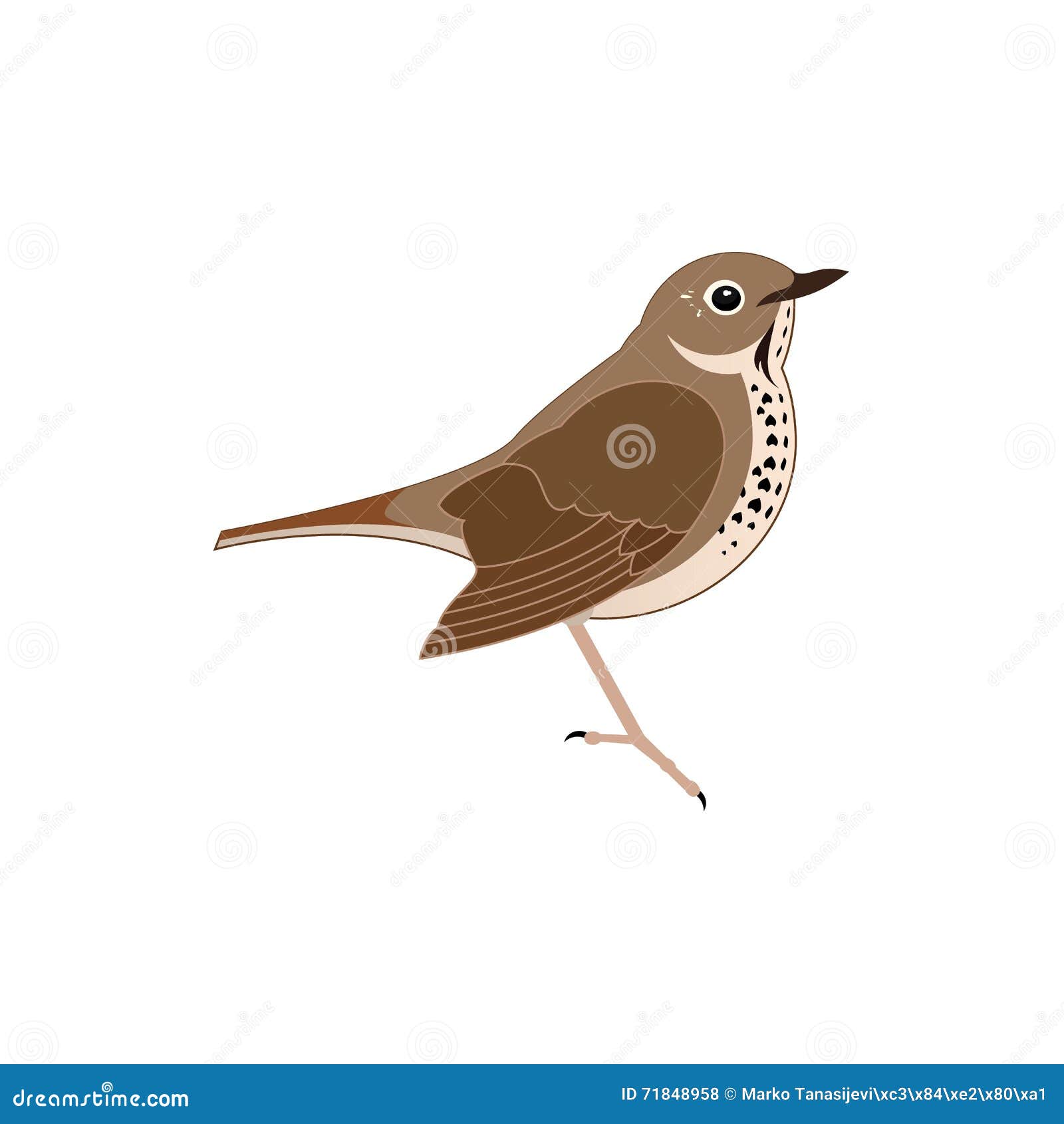 Thrush stock vector. Illustration of black, wildlife - 71848958
