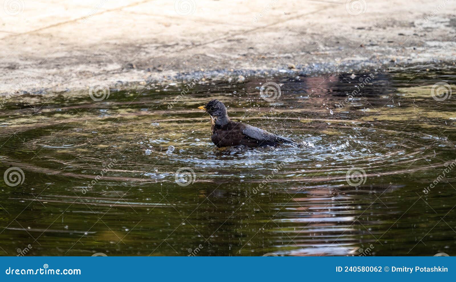 Thrush Takes a Bath in a Puddle Stock Photo - Image of germany, feather ...