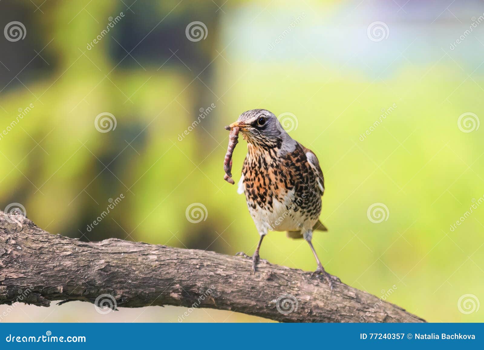 Thrush in a Tree, Holding in Its Beak a Long Worm Stock Image - Image ...