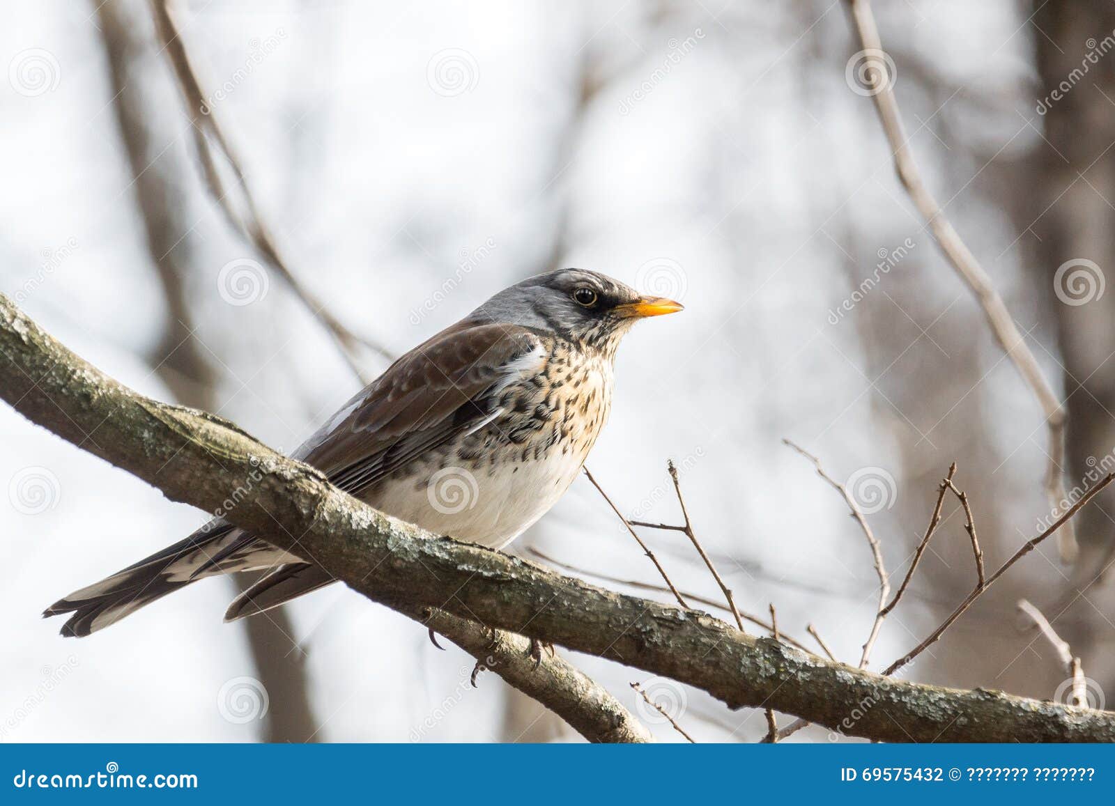Thrush on a tree stock photo. Image of beak, wild, habitat - 69575432