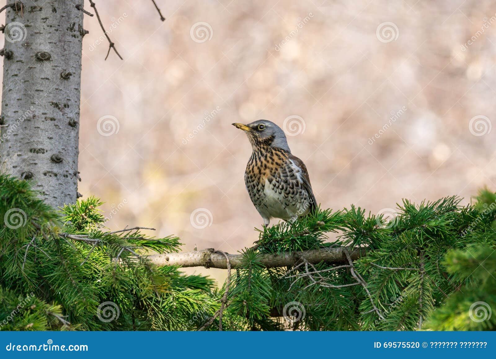 Thrush on a tree stock photo. Image of wildlife, tree - 69575520