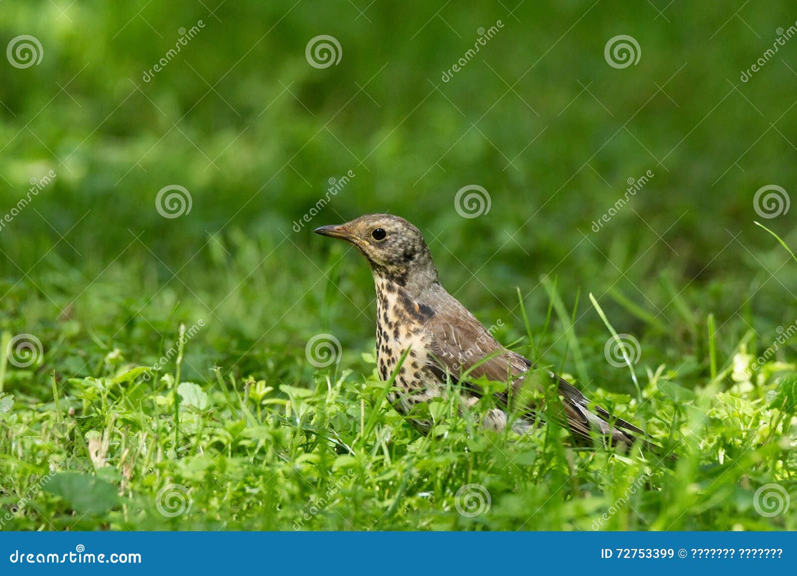Thrush on a tree stock image. Image of habitat, food - 72753399