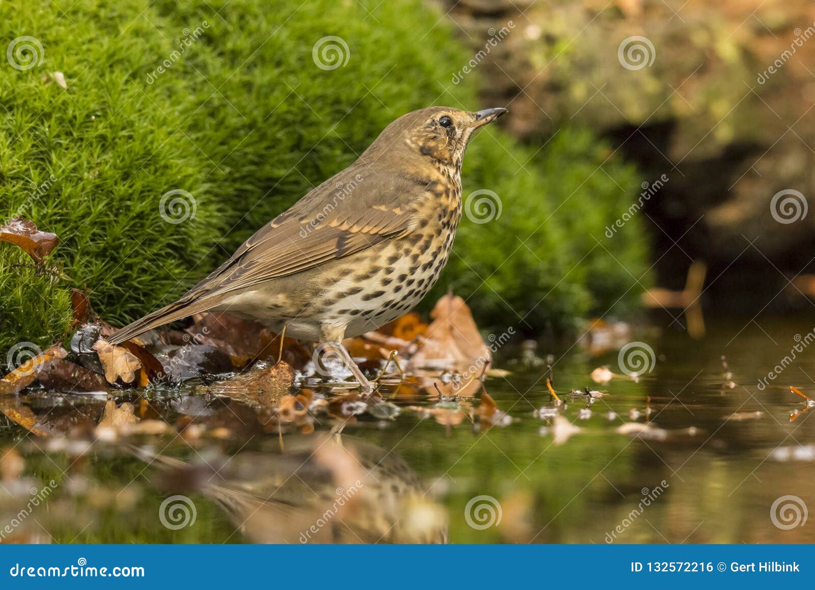 Thrush, Turdidae. a Songbird Stock Photo - Image of lives, turdidae ...