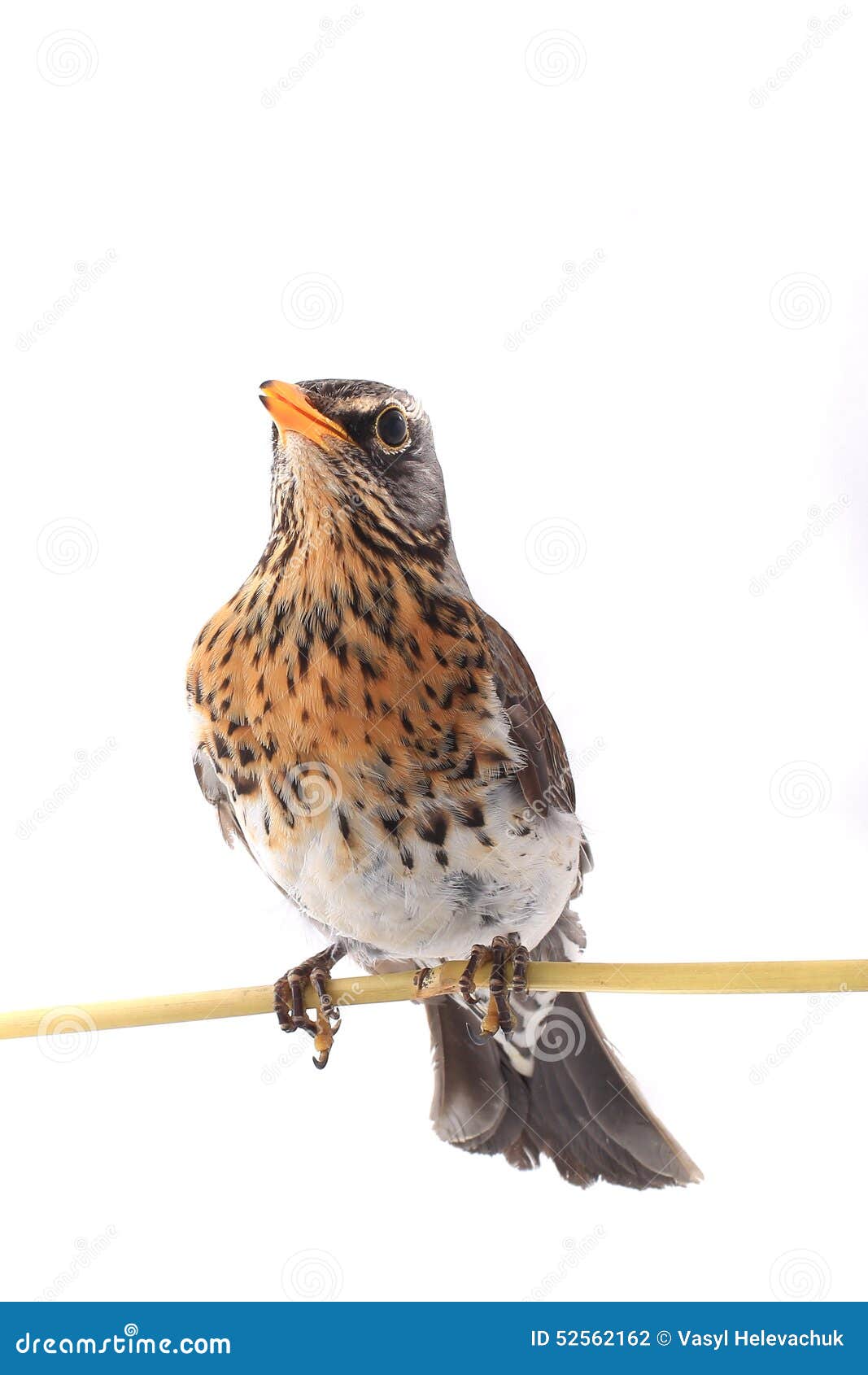 Thrush stock photo. Image of fieldfare, cute, natural - 52562162