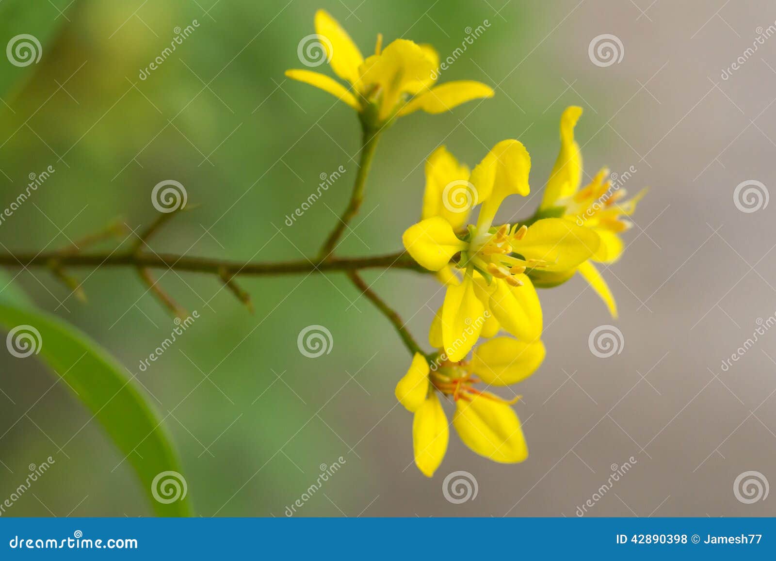 Thryallis Glauca stock photo. Image of galphimia, shrub - 42890398