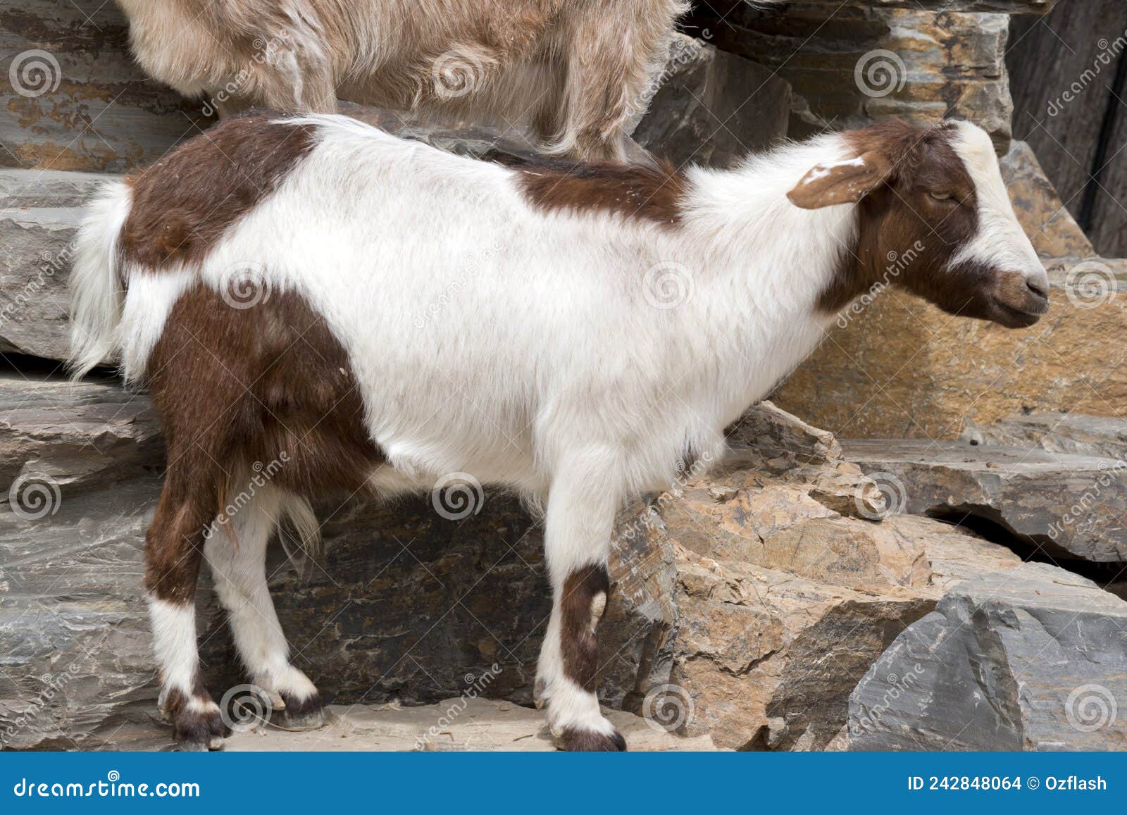 Thsi is a Side View of a Goat Stock Photo - Image of hair, billy: 242848064