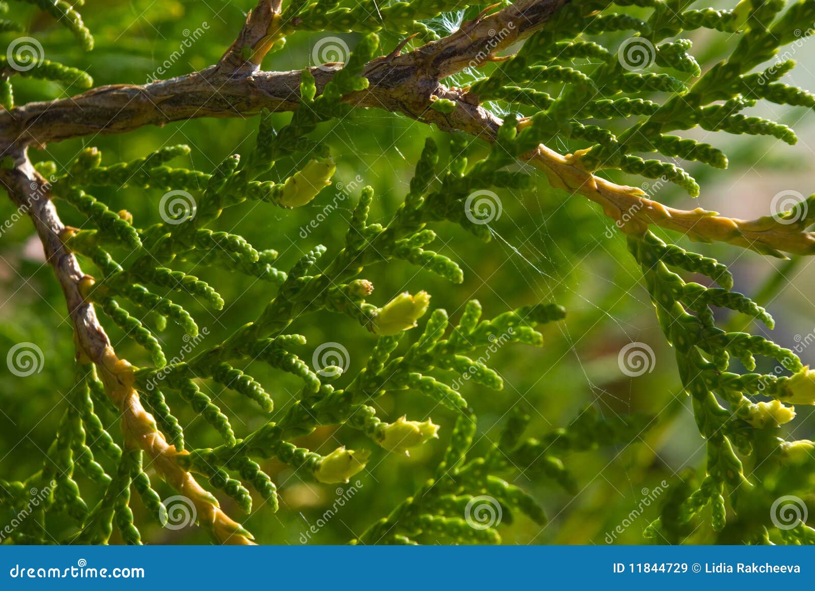 Thuja stock image. Image of color, conifers, closeup - 11844729