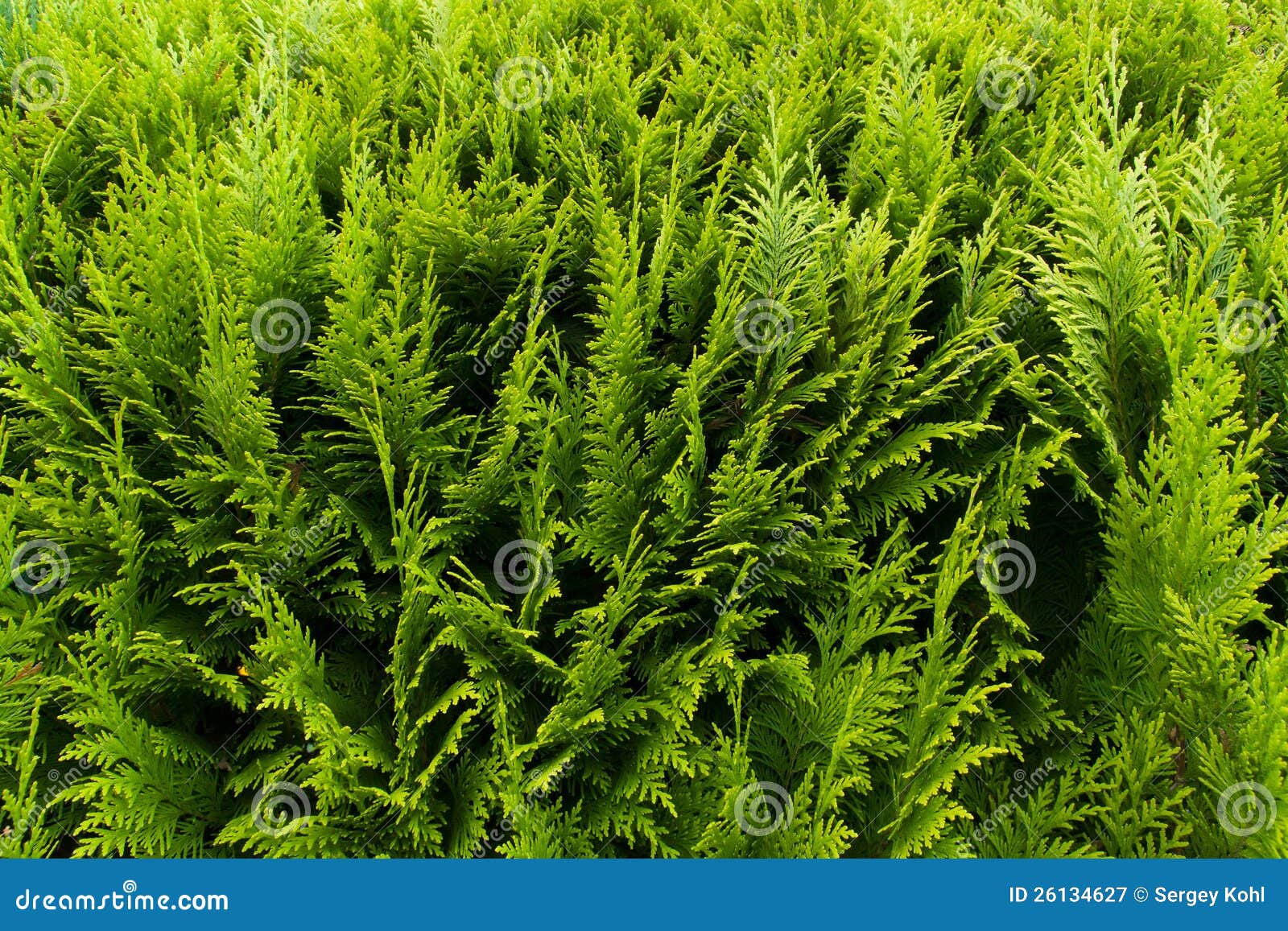 Thuja stock image. Image of plant, nature, dark, forest - 26134627
