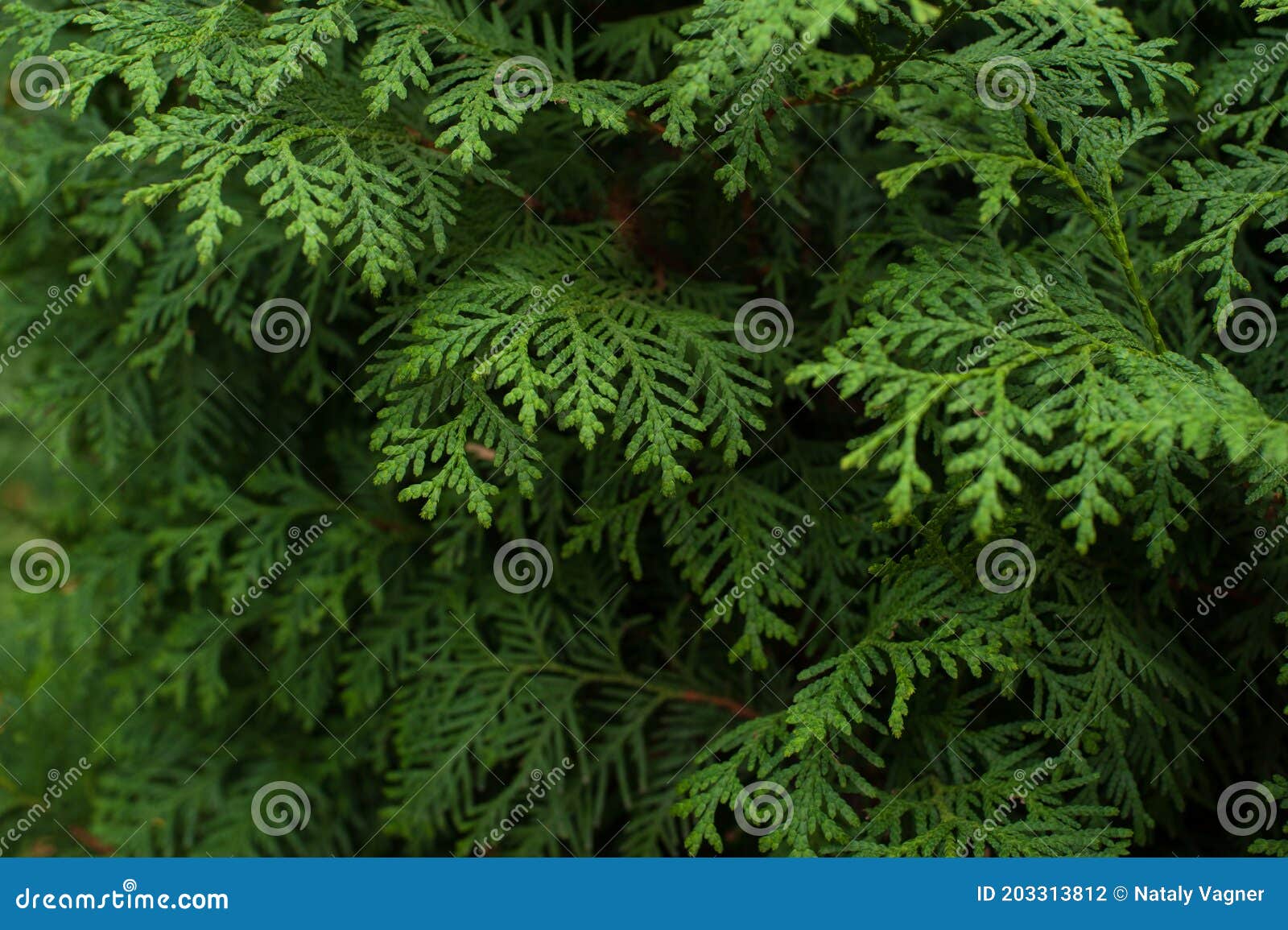 Thuja, Arar Tree Natural Background Stock Photo - Image of beauty ...