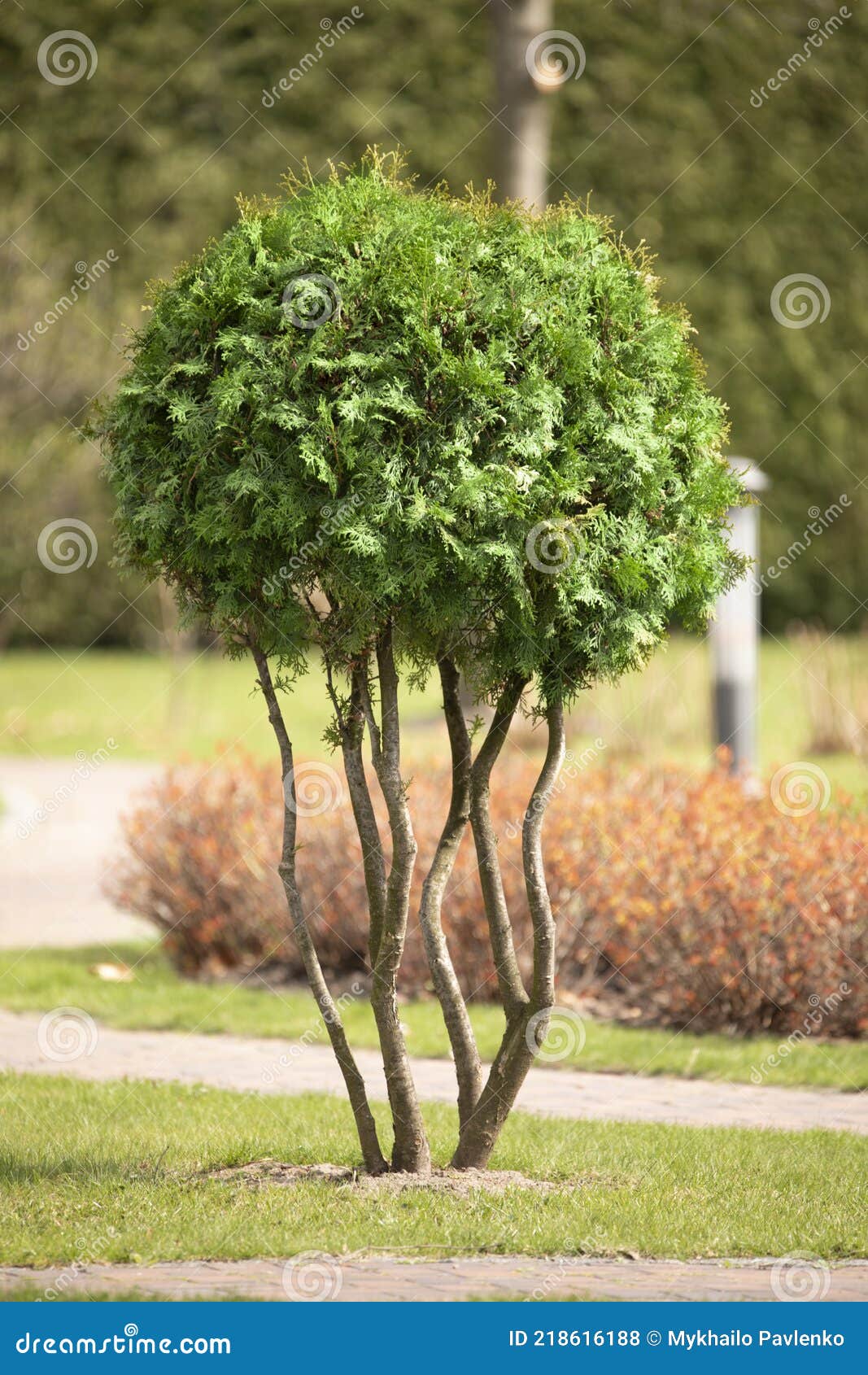Thuja Bonsai in the Park Area on the Green Grass. Stock Photo - Image ...