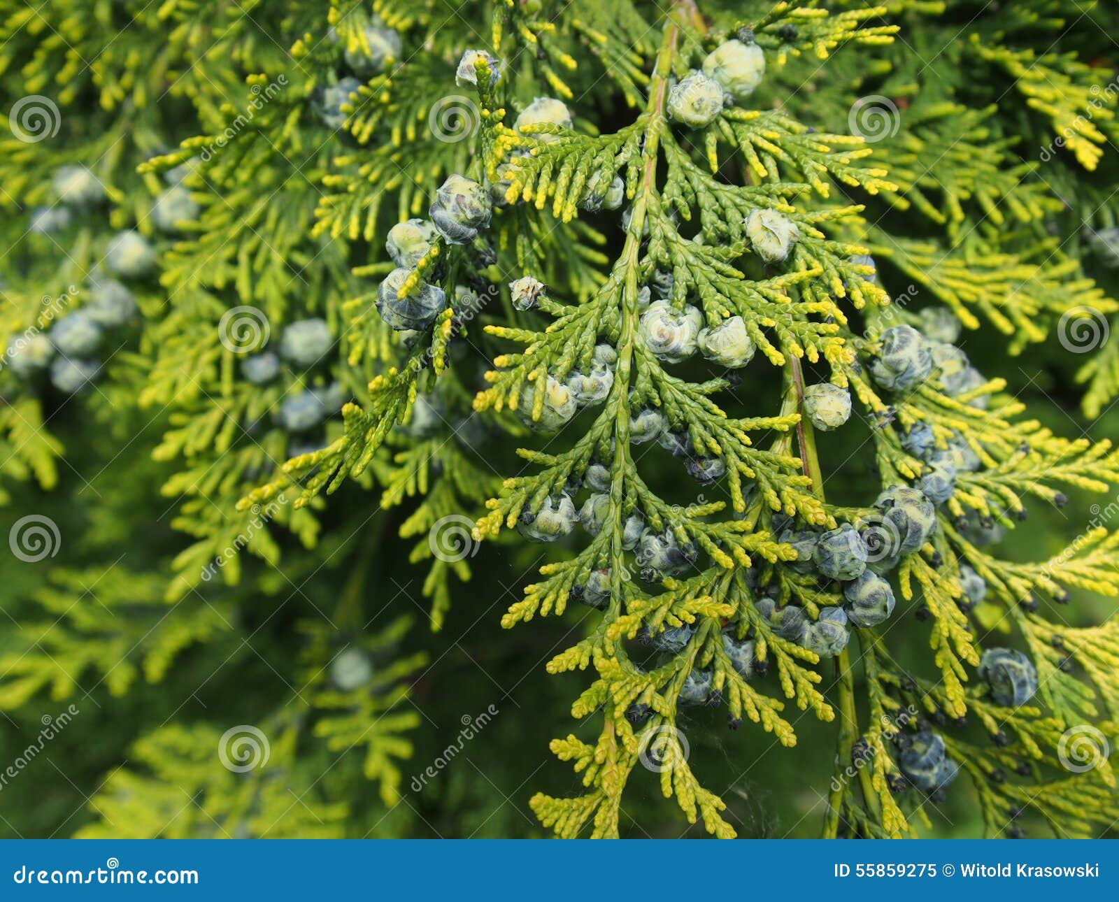Thuja branch with cones stock image. Image of seed, nature - 55859275