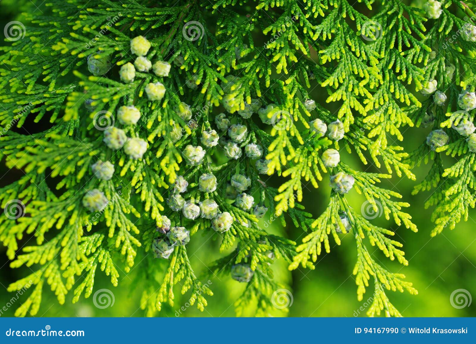 Thuja branch with cones stock photo. Image of shrub, foliage - 94167990